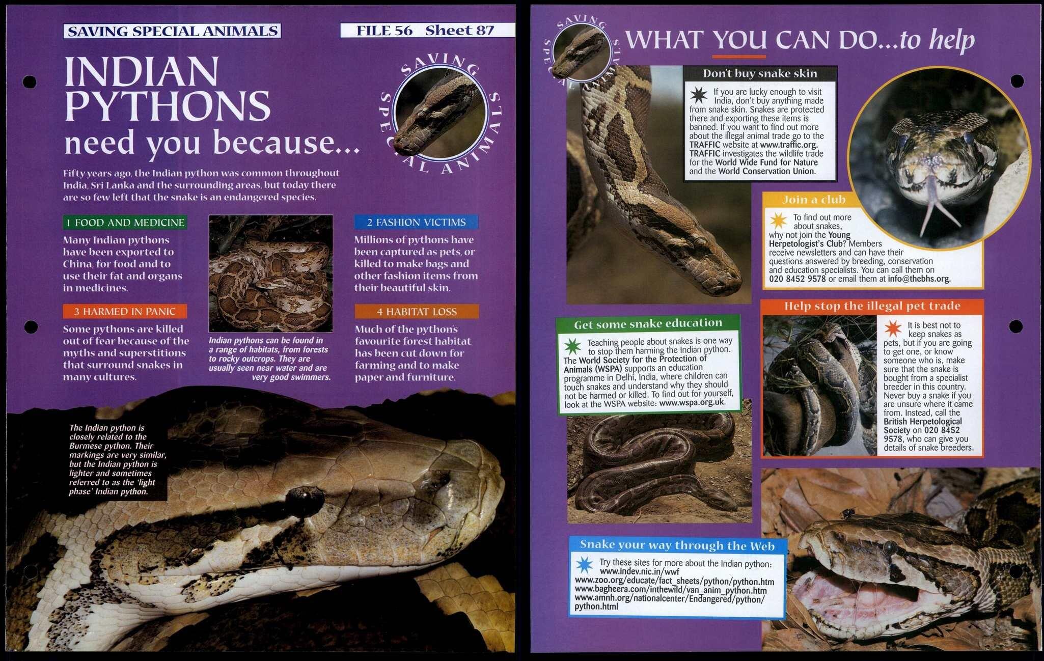 Indian Pythons #87 Saving Special Animals, Animals, Animals Fact File Page