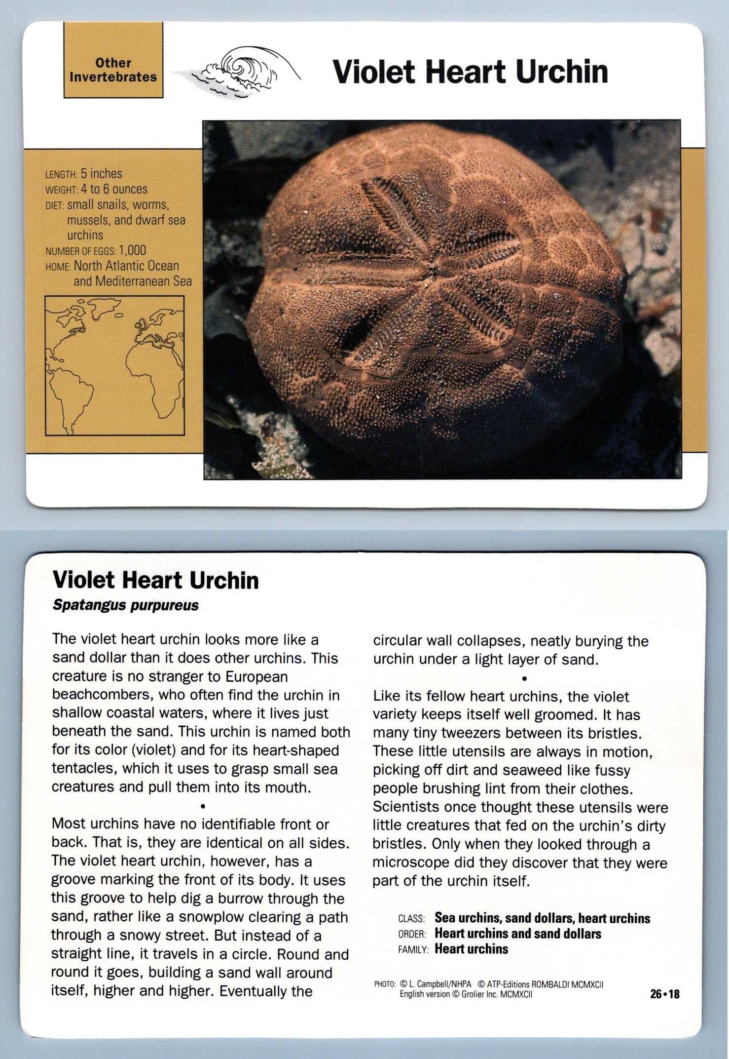 Violet Heart Urchin #26.18 Other Invertebrates - Grolier Wildlife ...
