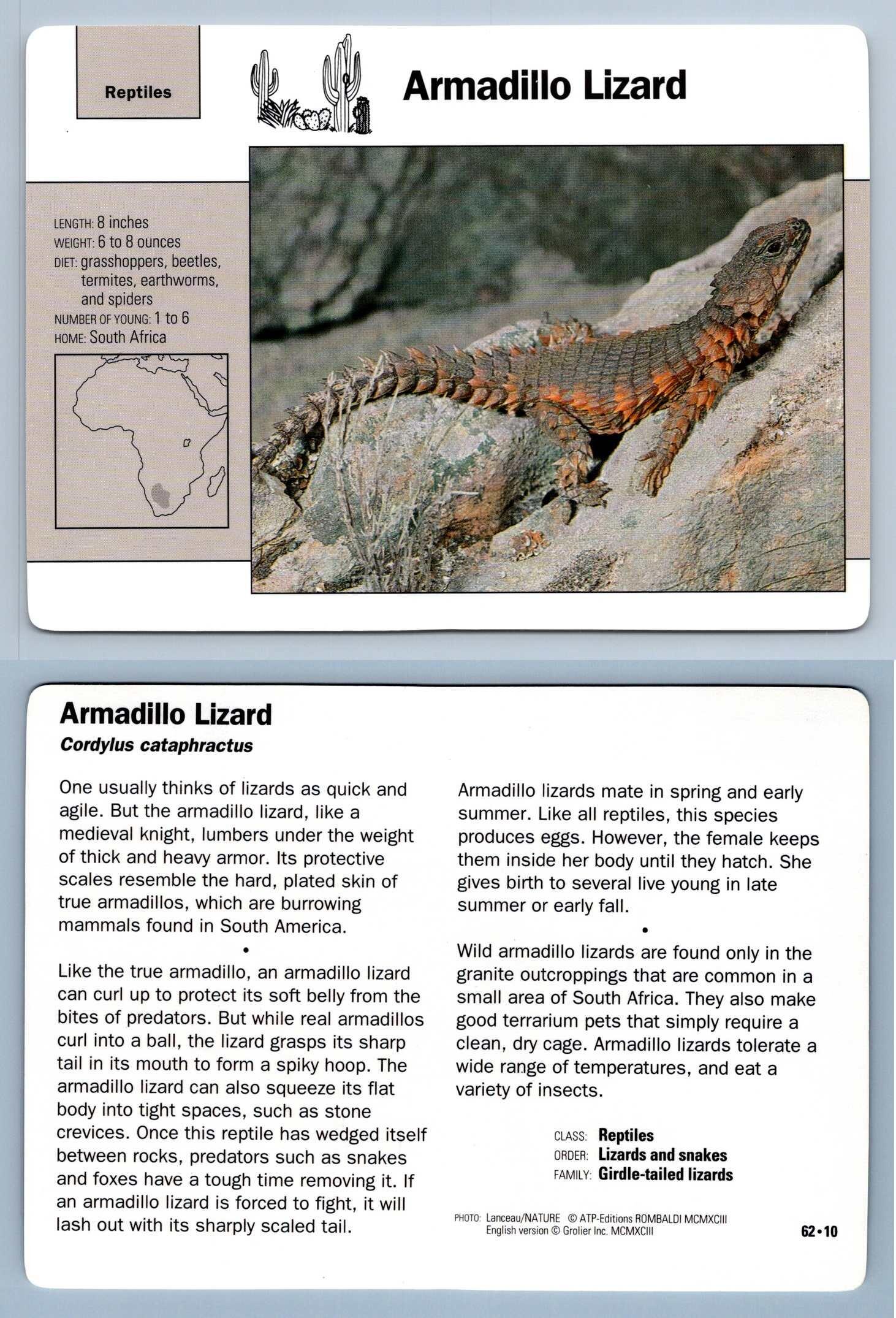 Armadillo Skink Armadillo Lizard #62.10 Reptiles Grolier Wildlife