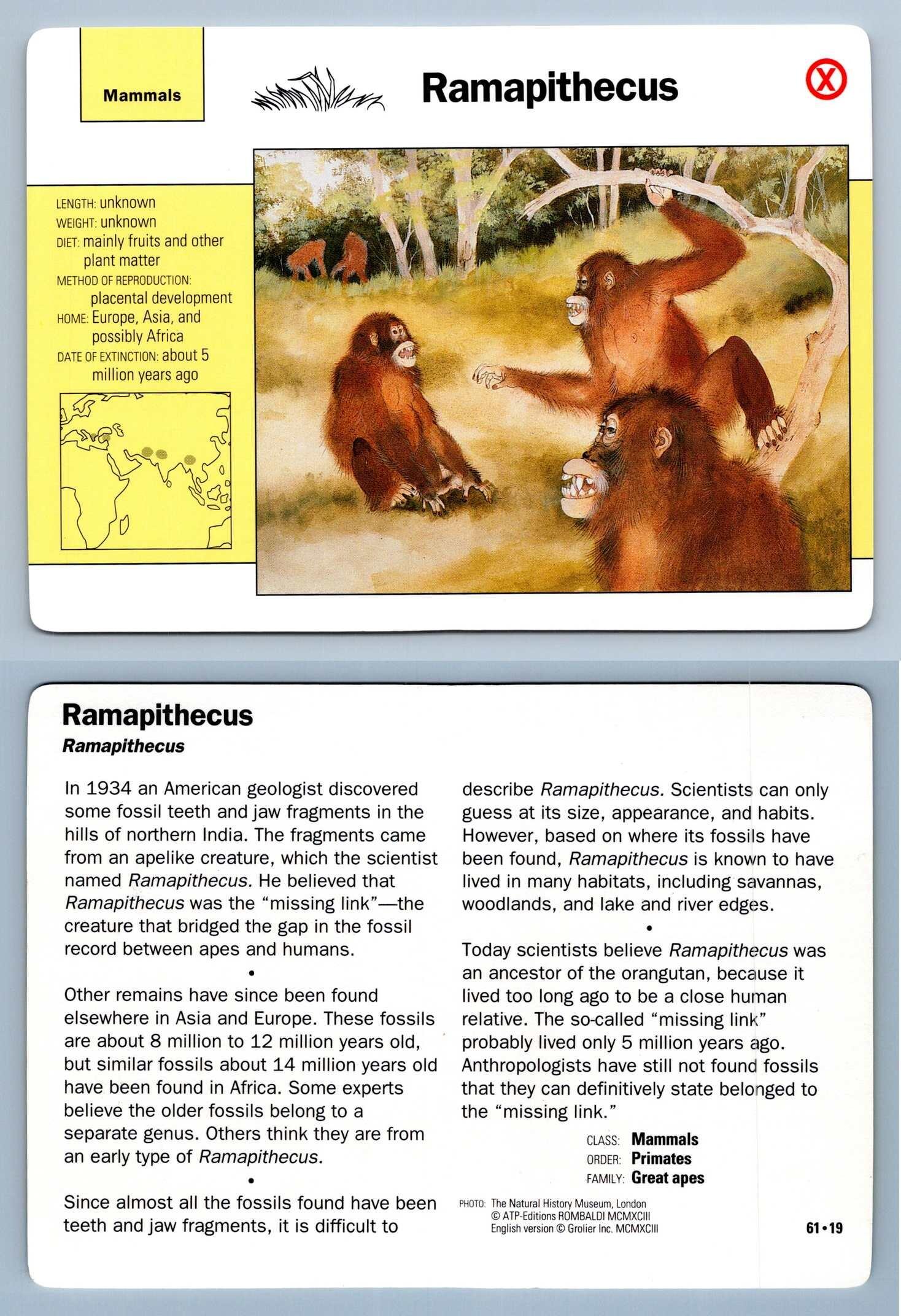 Ramapithecus #61.19 Mammals - Grolier Wildlife Adventure Card