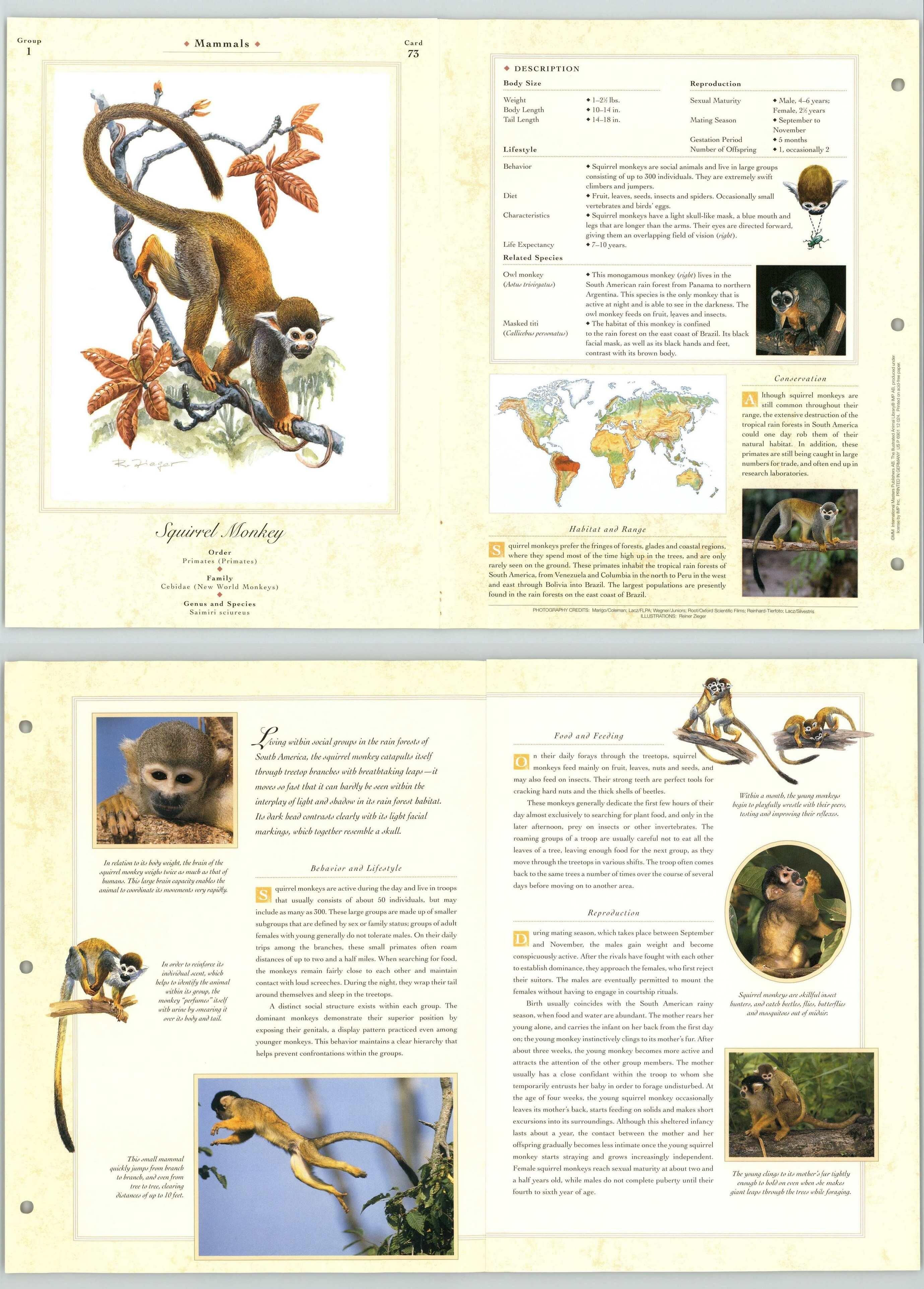 Squirrel Monkey #73 Mammals - The Illustrated Animal Library Fold-out ...