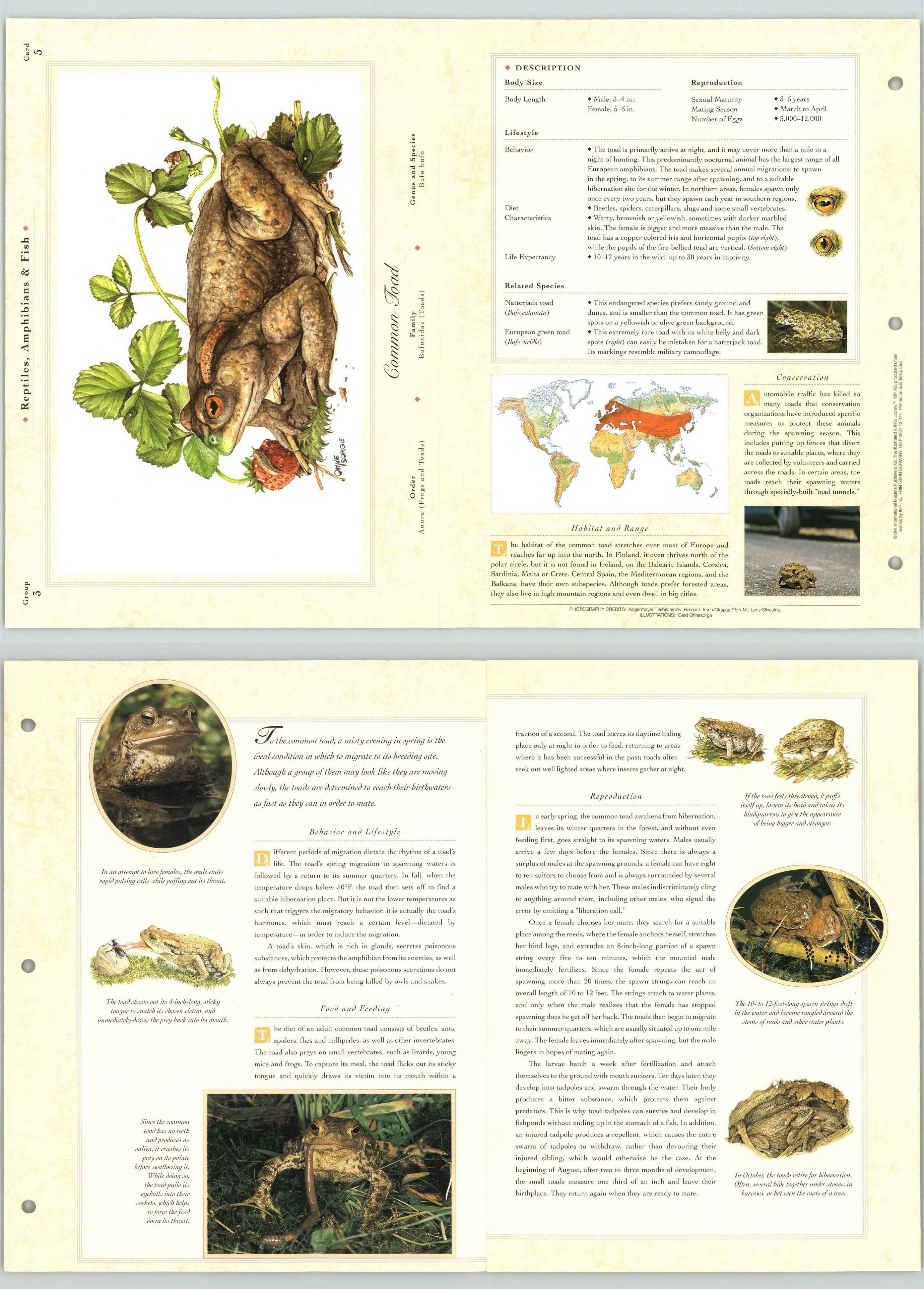 Common Toad #5 Amphibian - The Illustrated Animal Library Fold-out Page ...