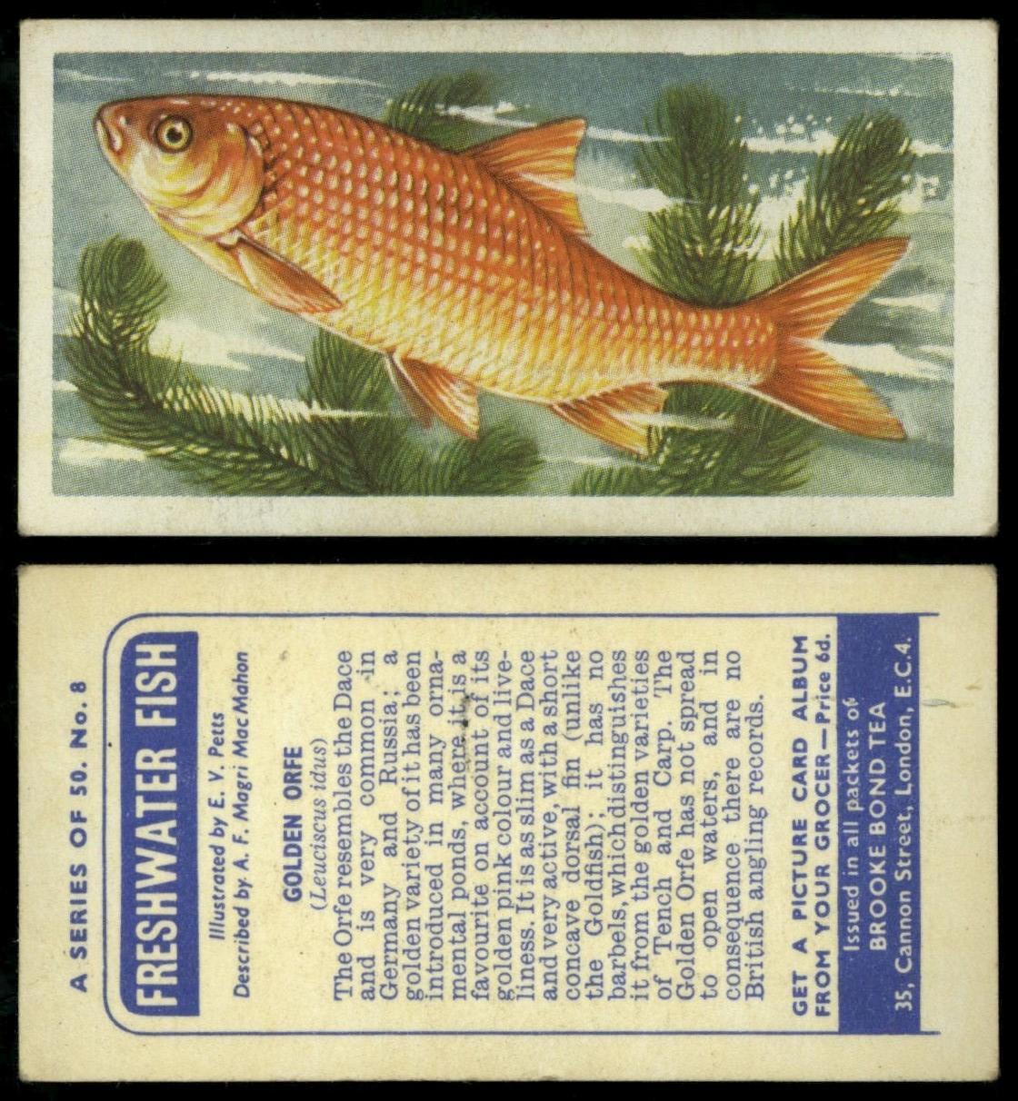Golden Orfe #8 Freshwater Fish 1960 Brooke Bond Tea Card
