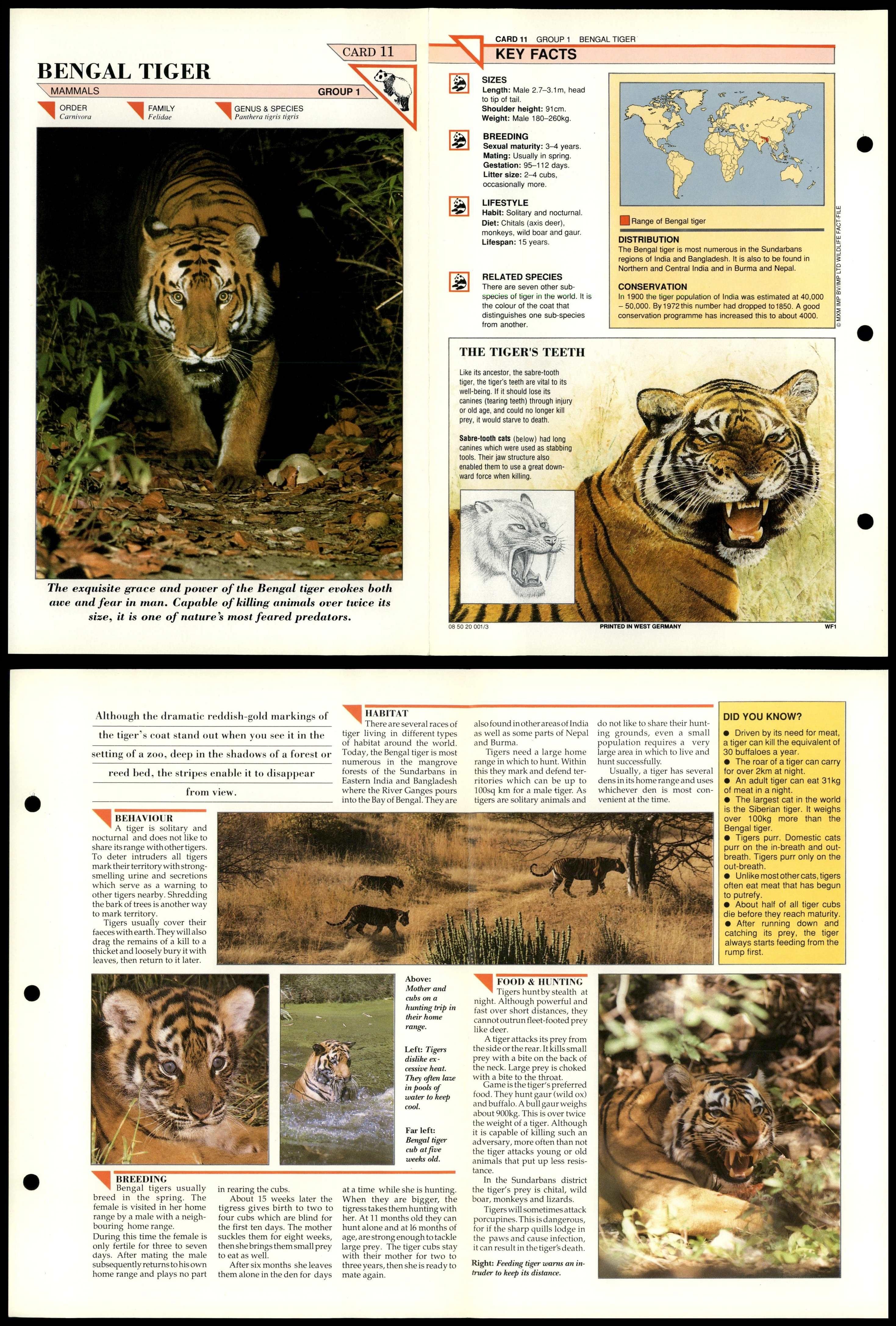 Bengal Tiger #11 Mammals Wildlife Fact File Fold-Out Card