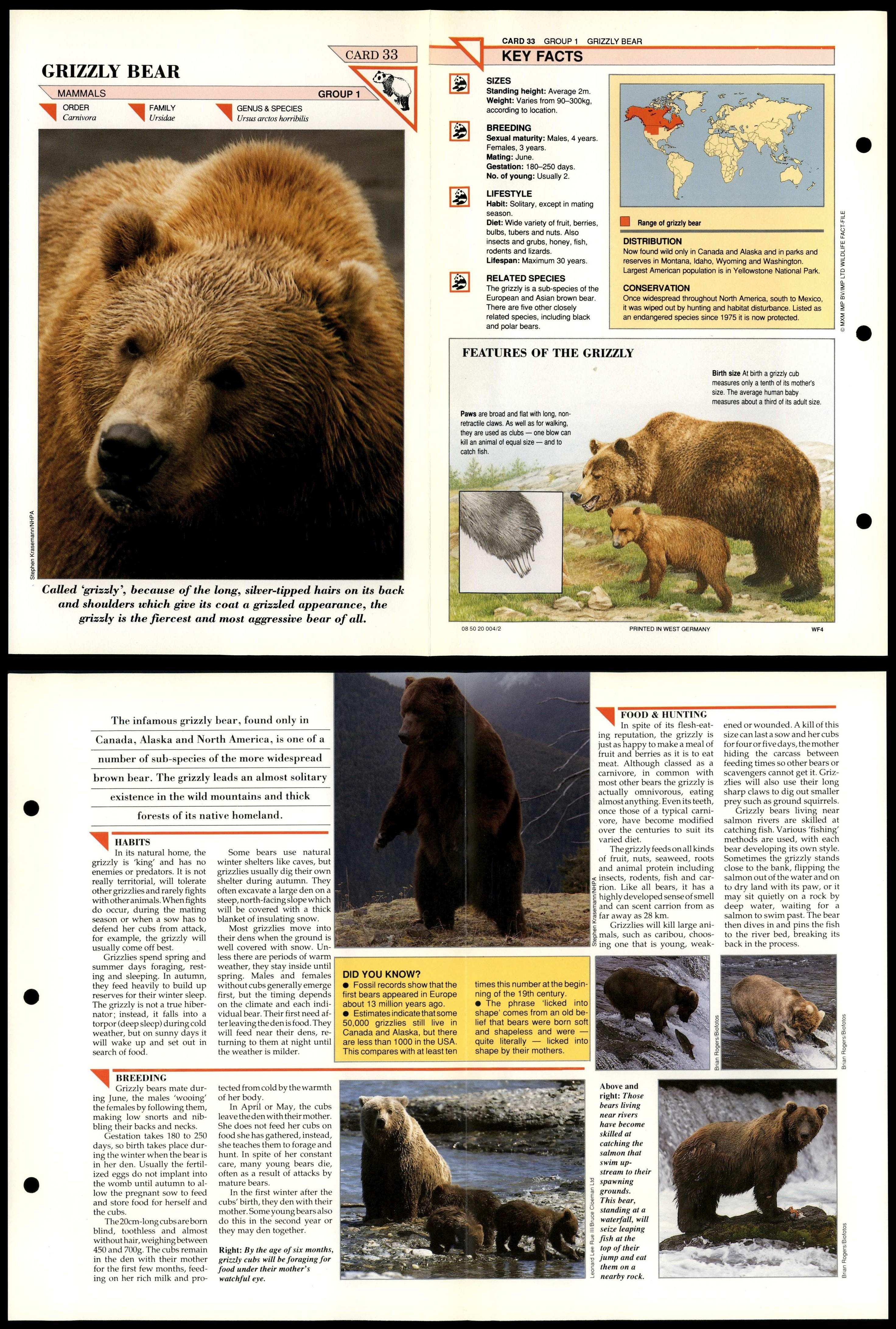 GRIZZLY BEAR #33 Mammals Wildlife Fact File Fold-Out Card $3.79 ...