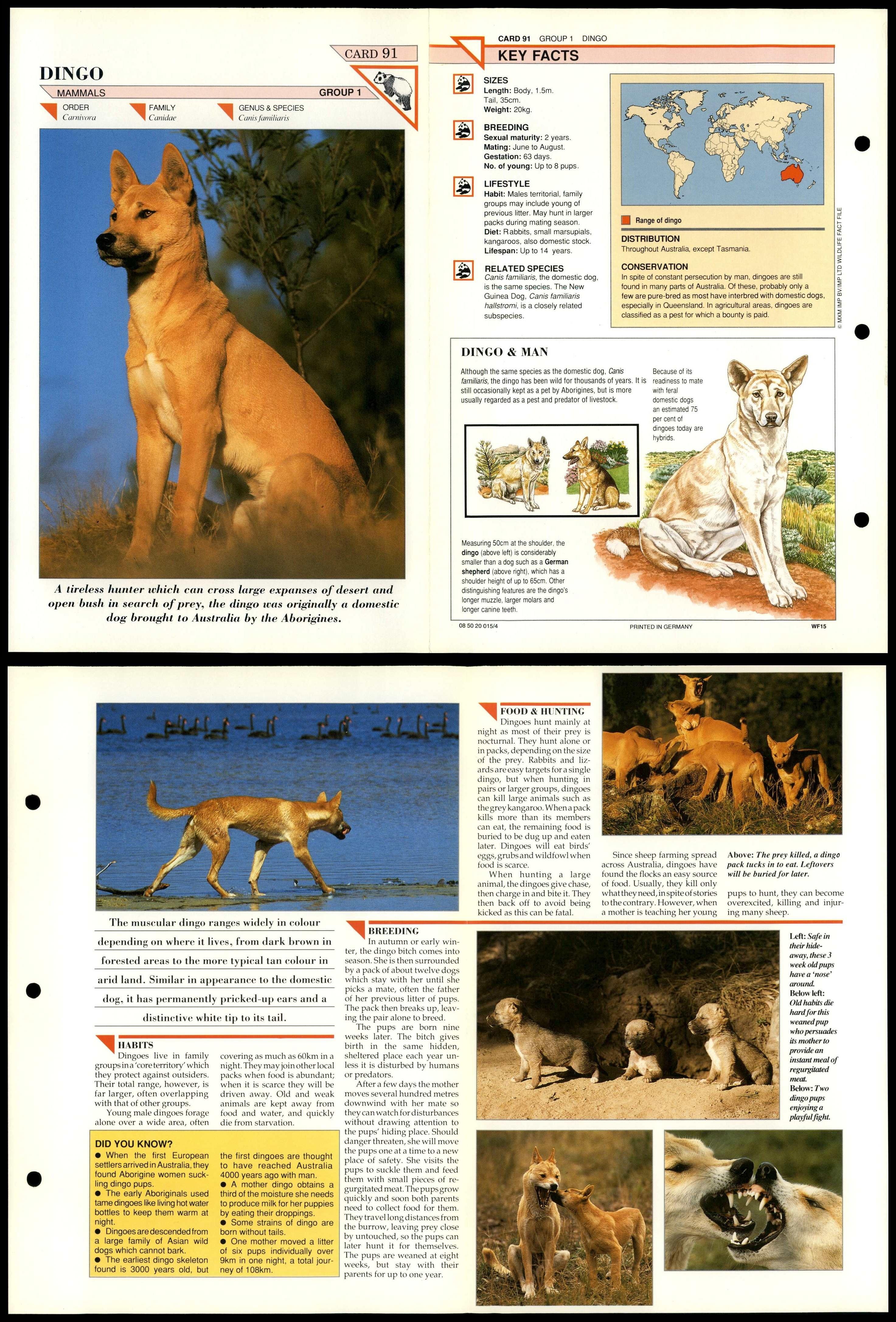 Dingo #91 Mammals Wildlife Fact File Fold-Out Card