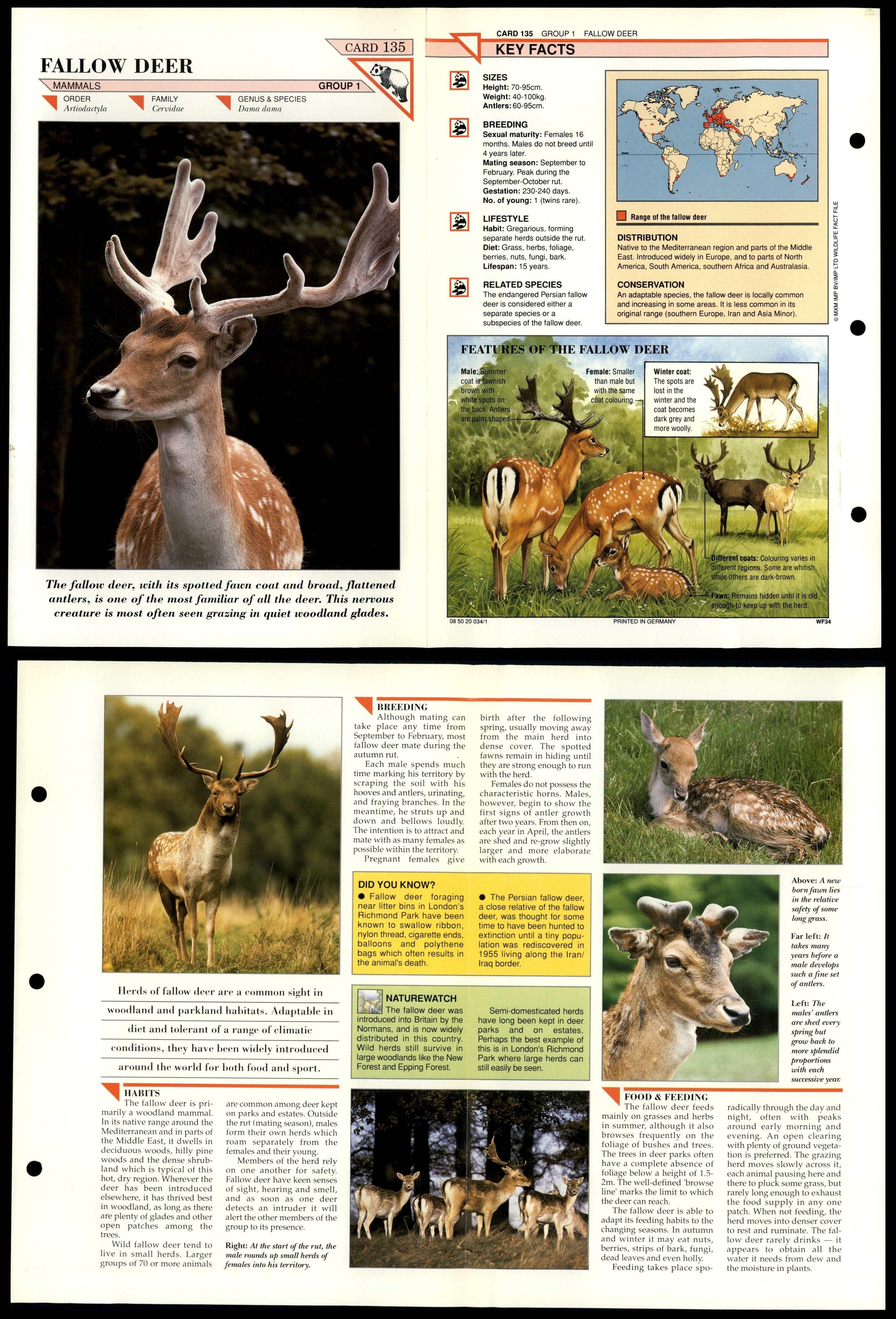 Fallow Deer #135 Mammals Wildlife Fact File Fold-Out Card