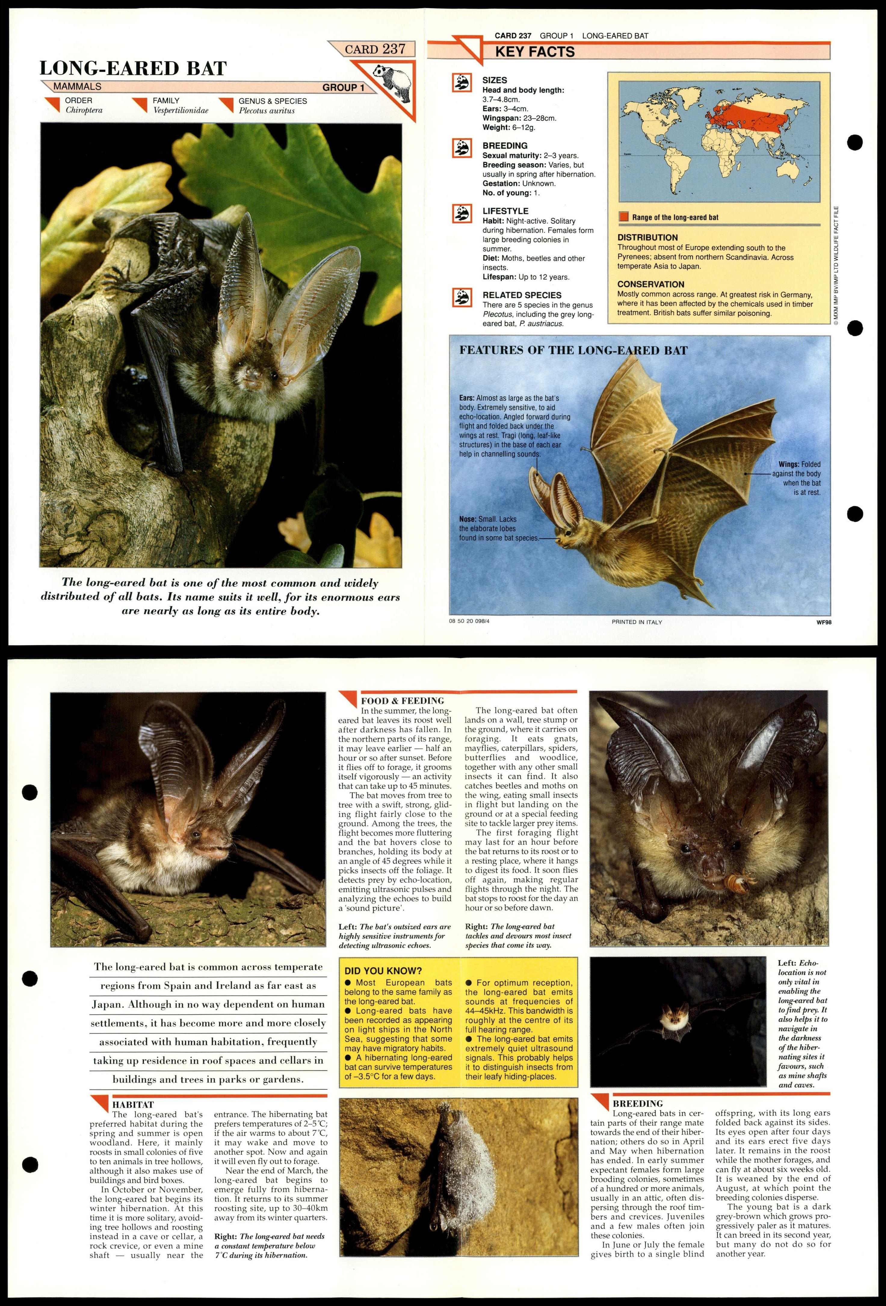 Bat Facts Sheet at Jasper Vogel blog