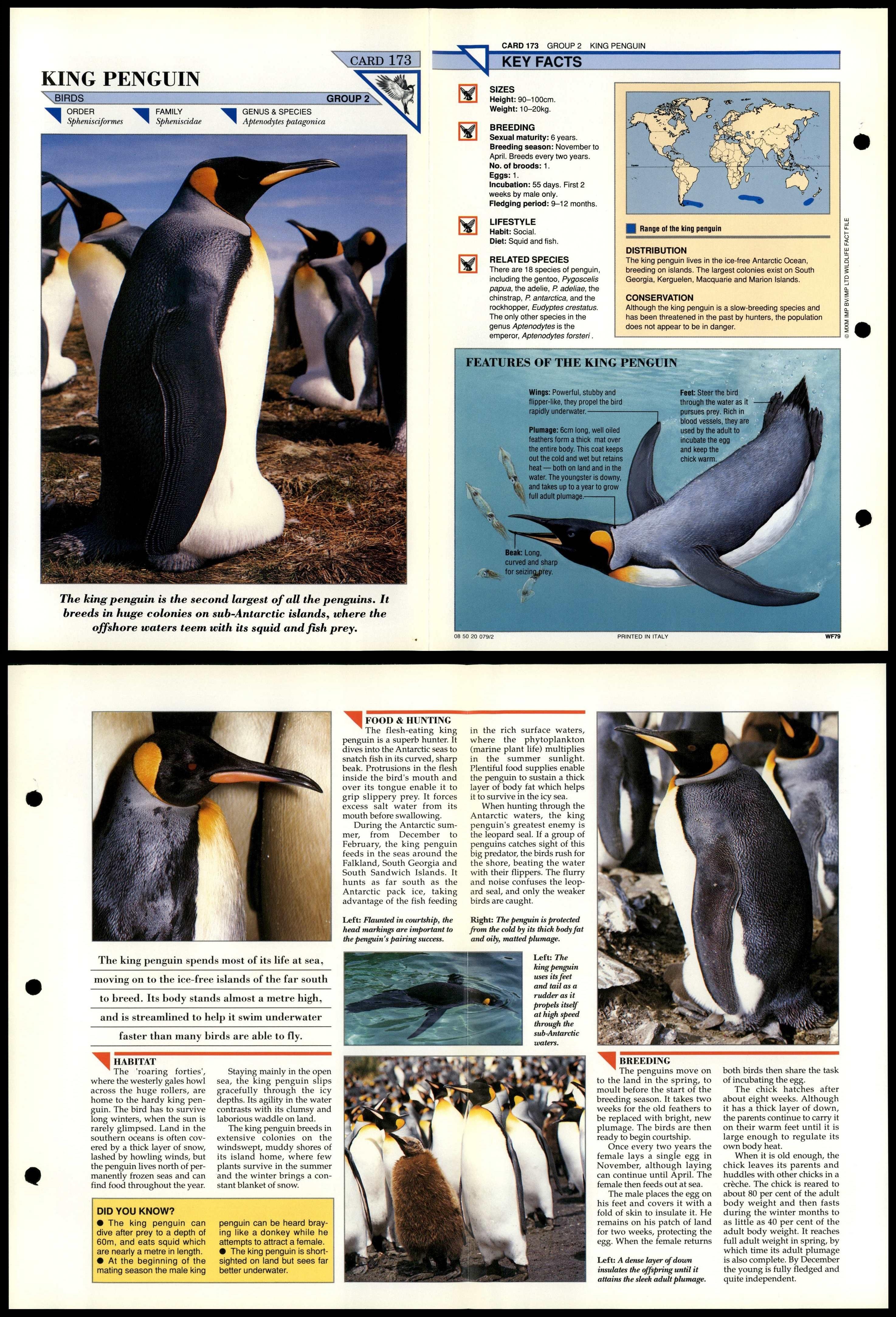 King Penguin #173 Birds Wildlife Fact File Fold-Out Card