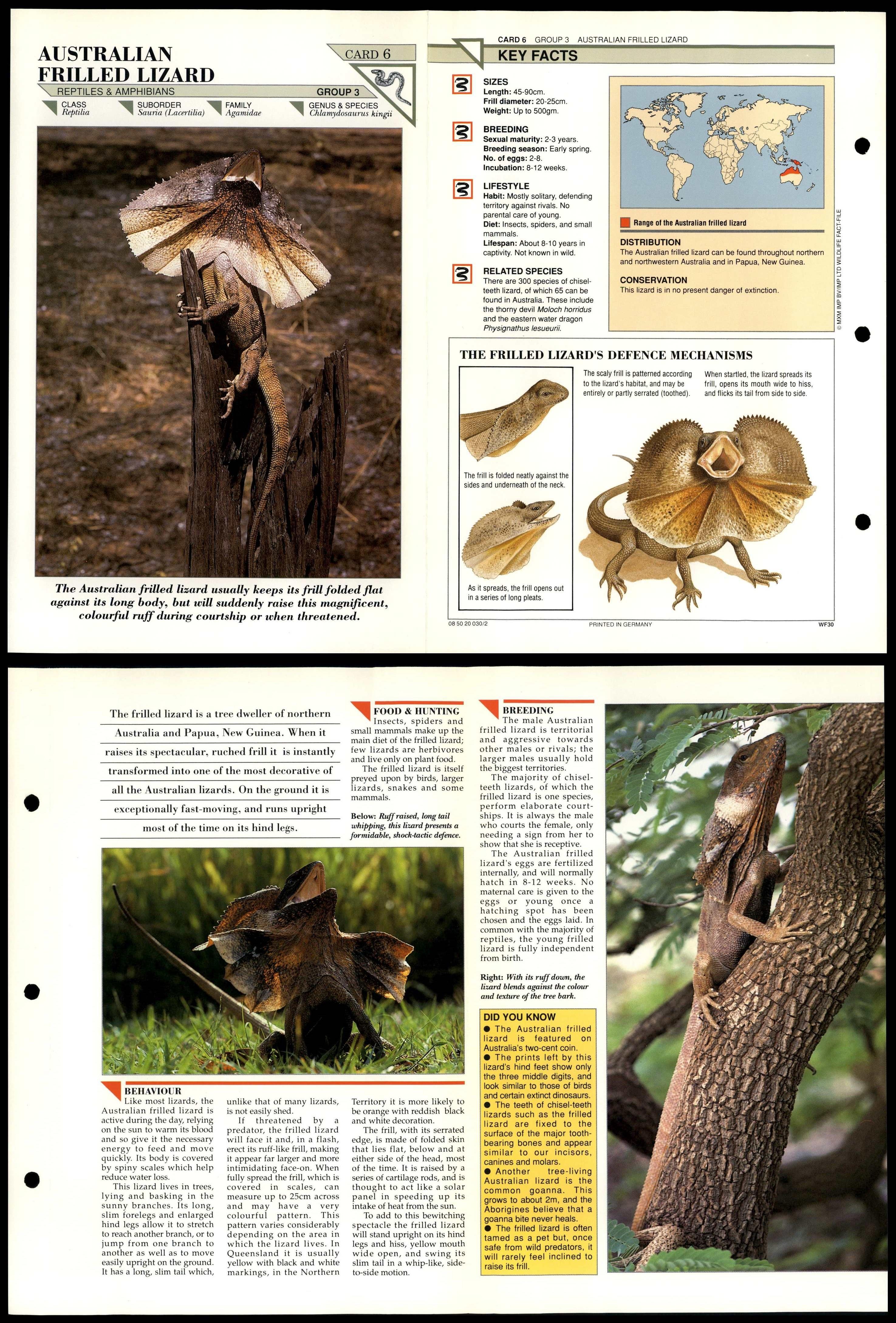 Australian Frilled Lizard #6 Reptiles Wildlife Fact File Fold-Out Card