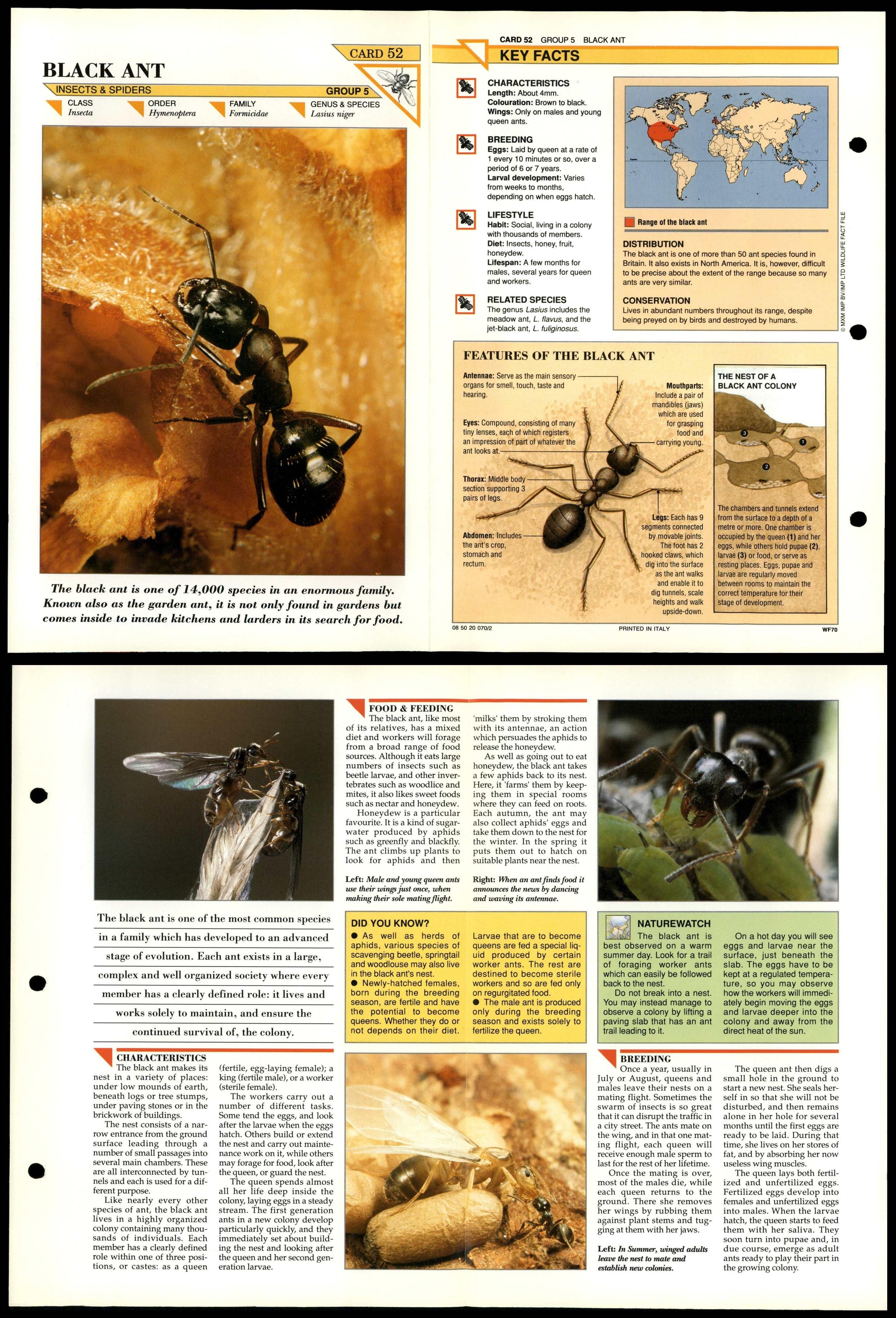 Black Ant #52 Insects Wildlife Fact File Fold-Out Card