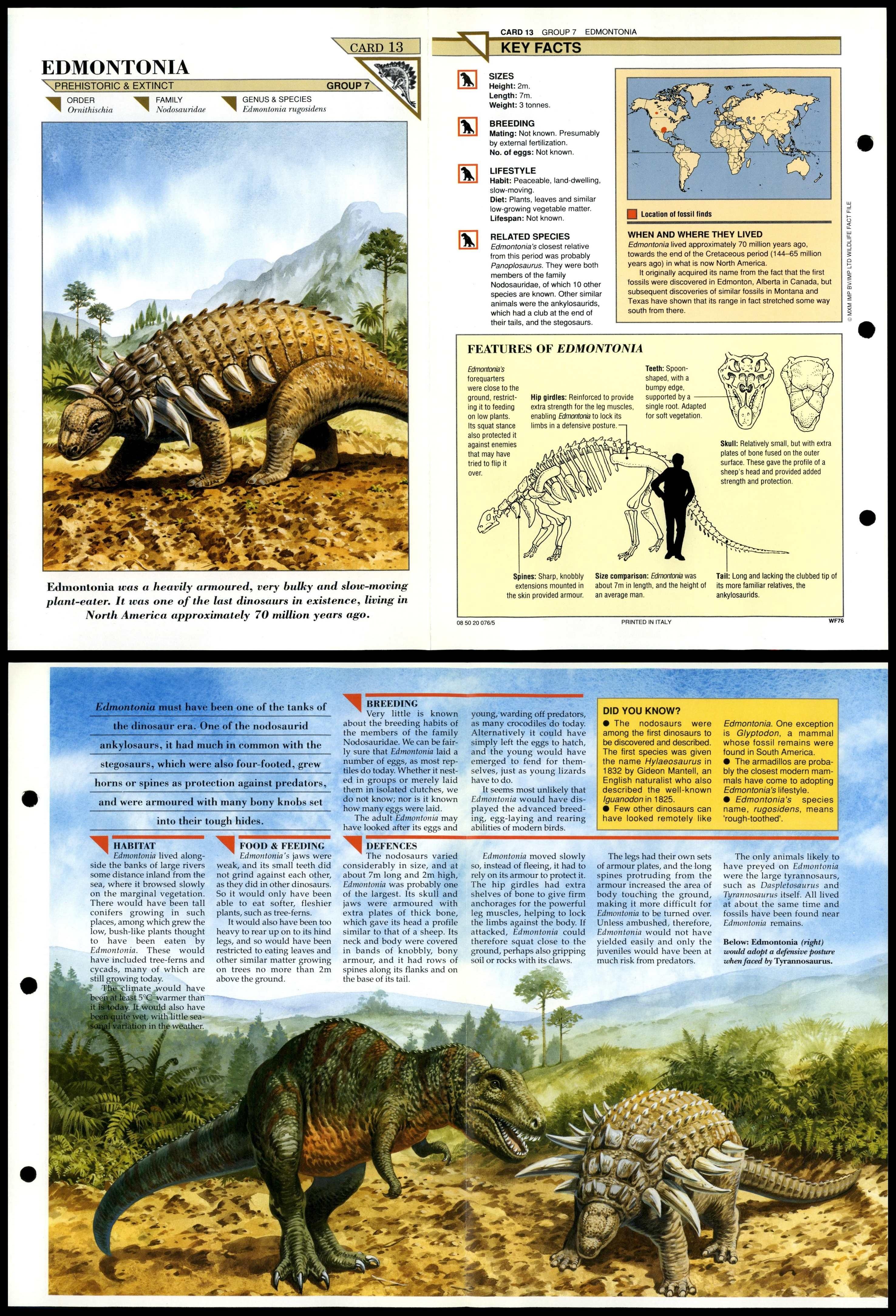 Edmontonia #13 Extinct Wildlife Fact File Fold-Out Card