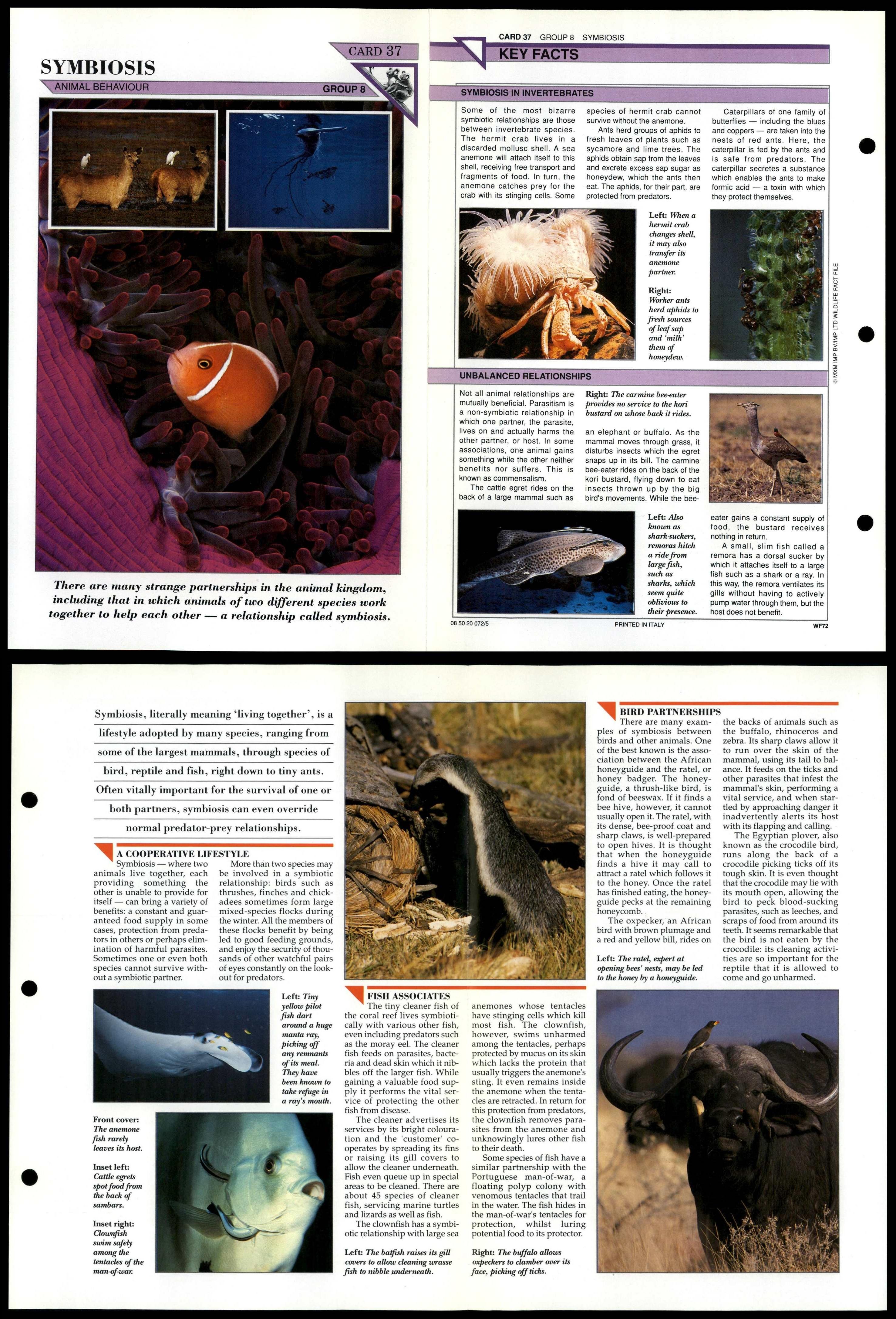 Symbiosis #37 Behaviour Wildlife Fact File Fold-Out Card
