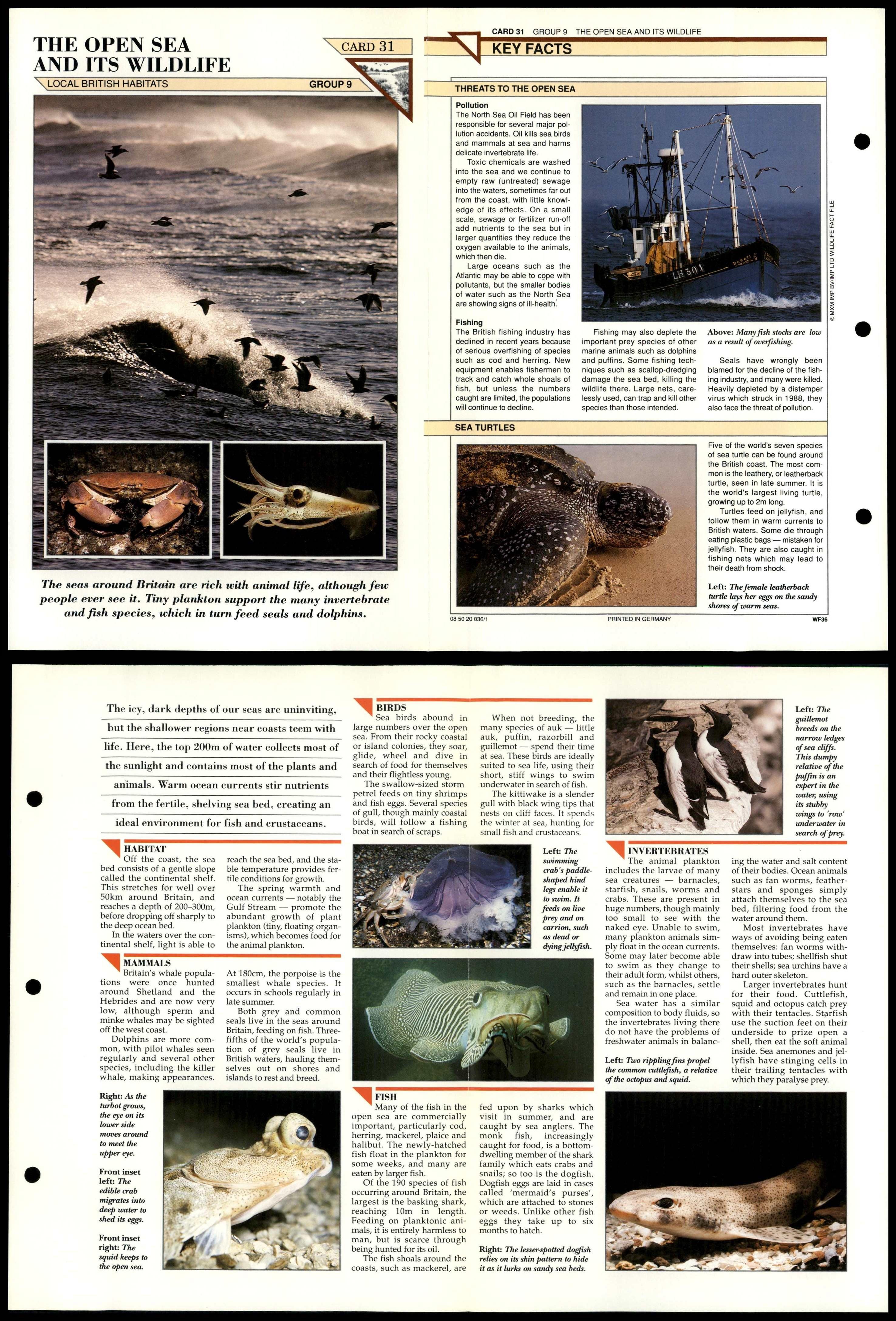 The Open Sea And Its Wildlife #31 Habitats Wildlife Fact File Fold-Out Card