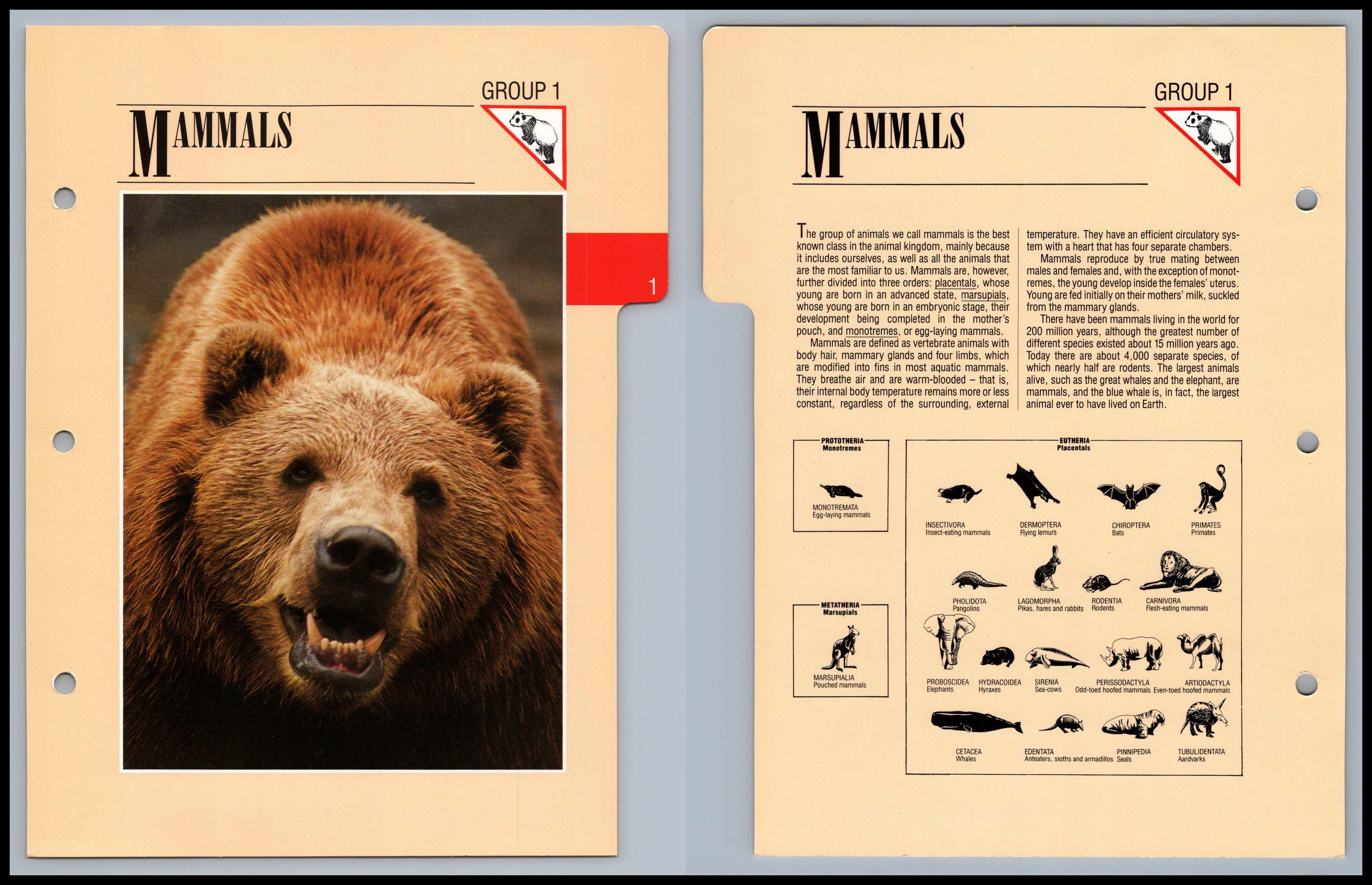 Group 1 Mammals - Wildlife Fact File Divider Card
