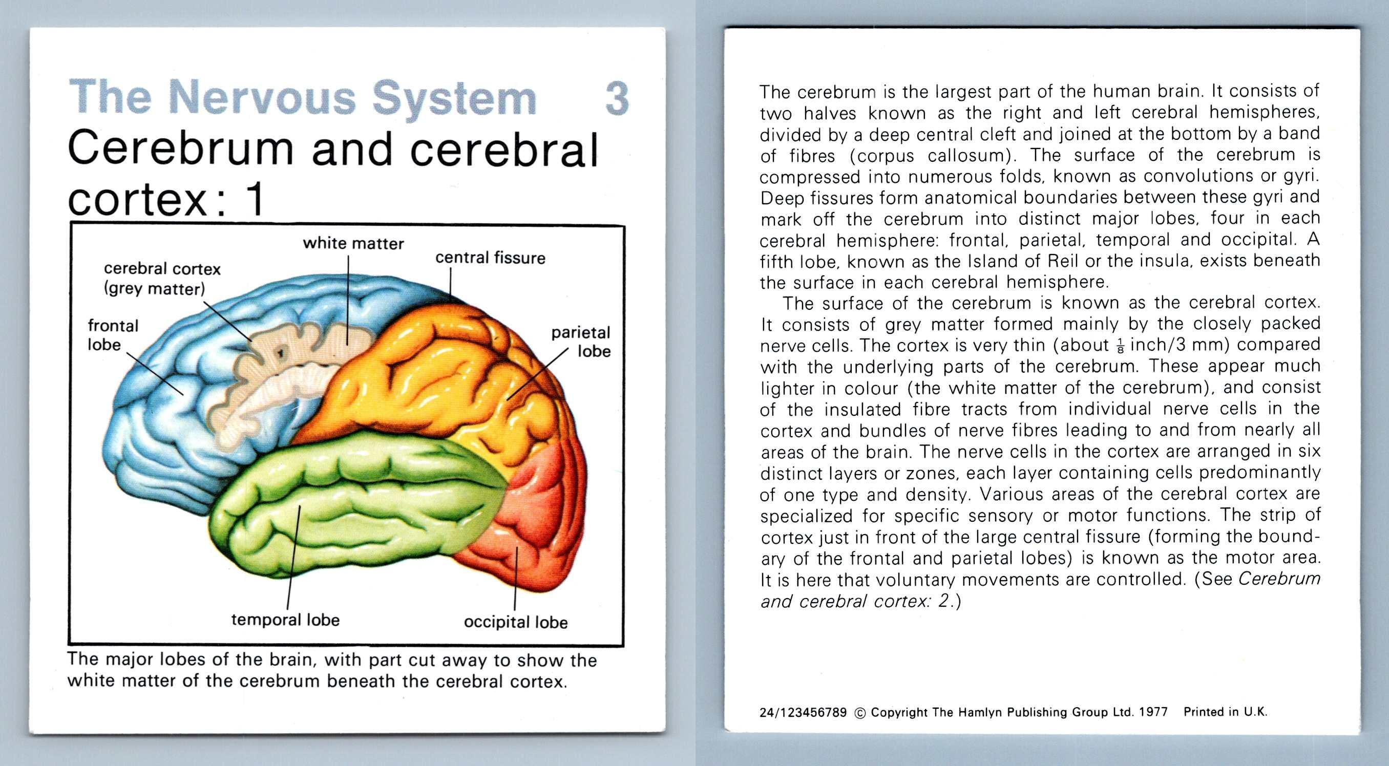 Cerebrum & Cerebral Cortex #3 Nervous System Home Medical Guide 1975 Hamlyn Card