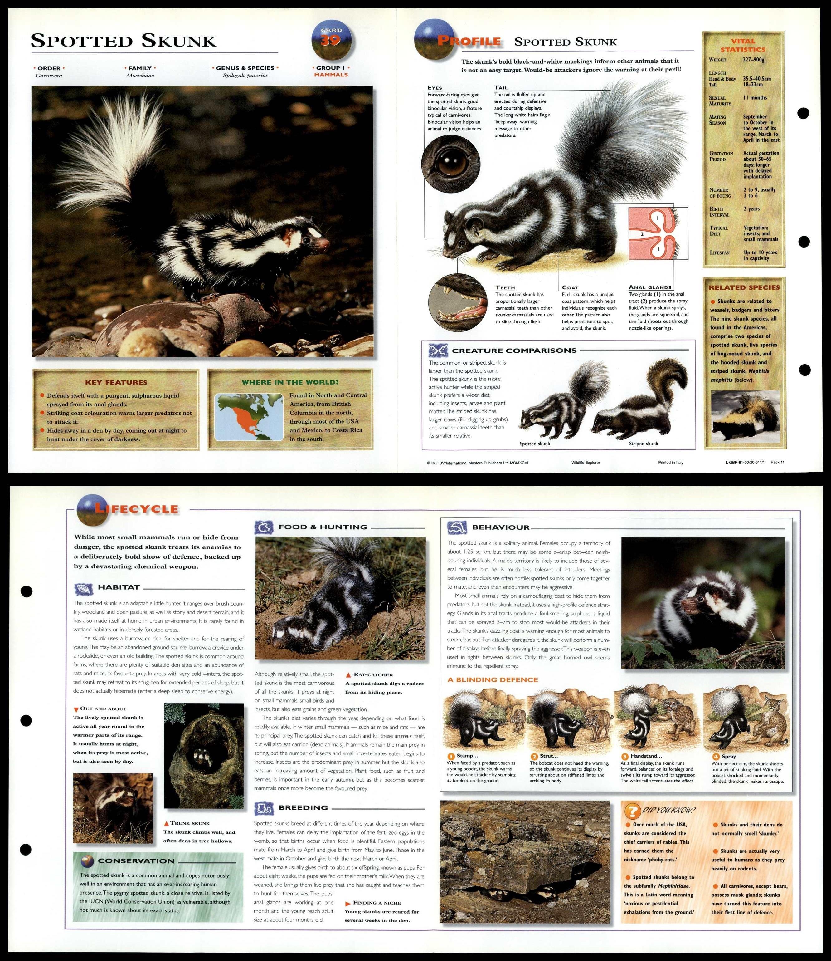 Spotted Skunk #39 Mammals - Wildlife Explorer Fold-Out Card