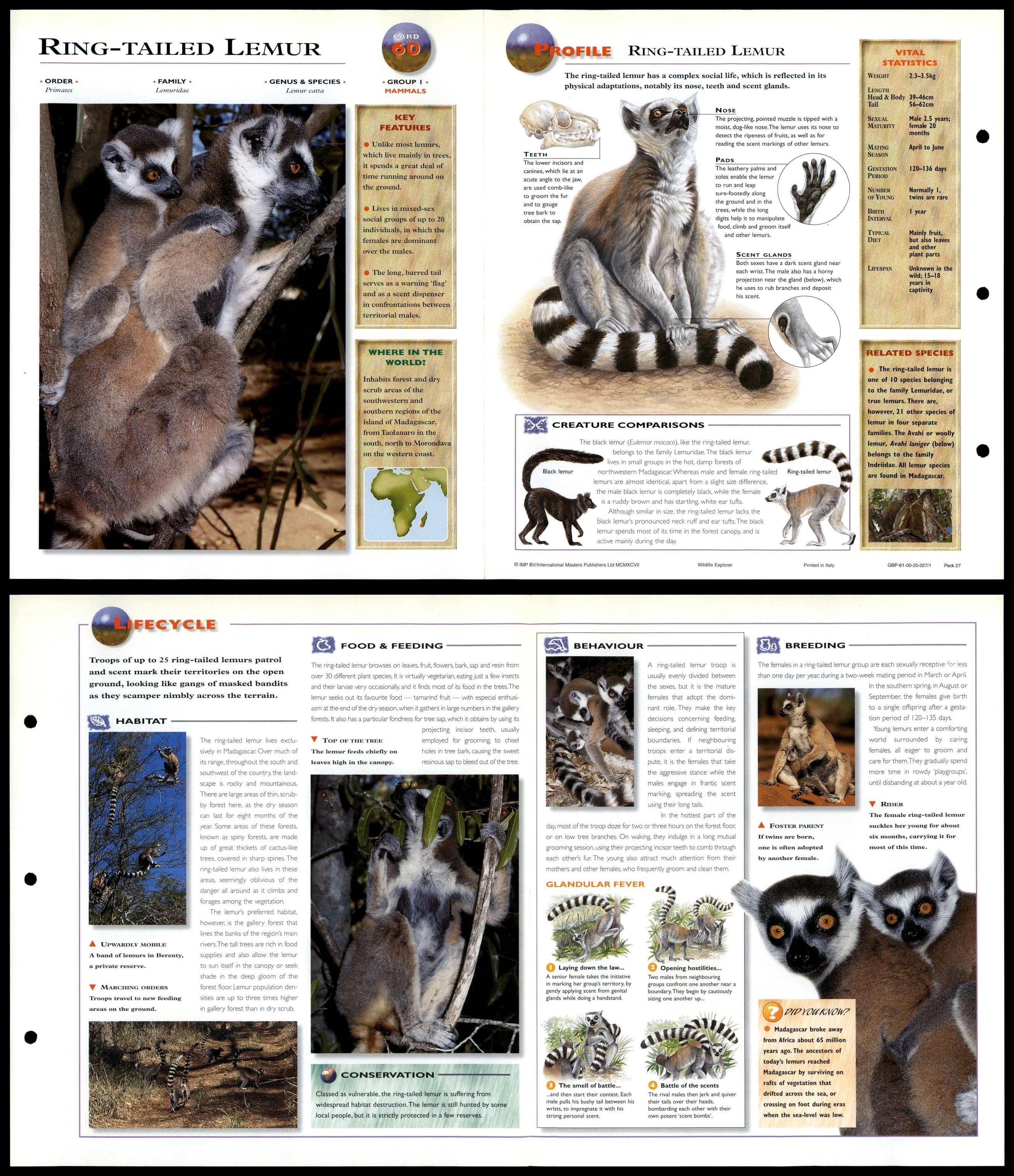 Ring-Tailed Lemur #60 Mammals - Wildlife Explorer Fold-Out Card