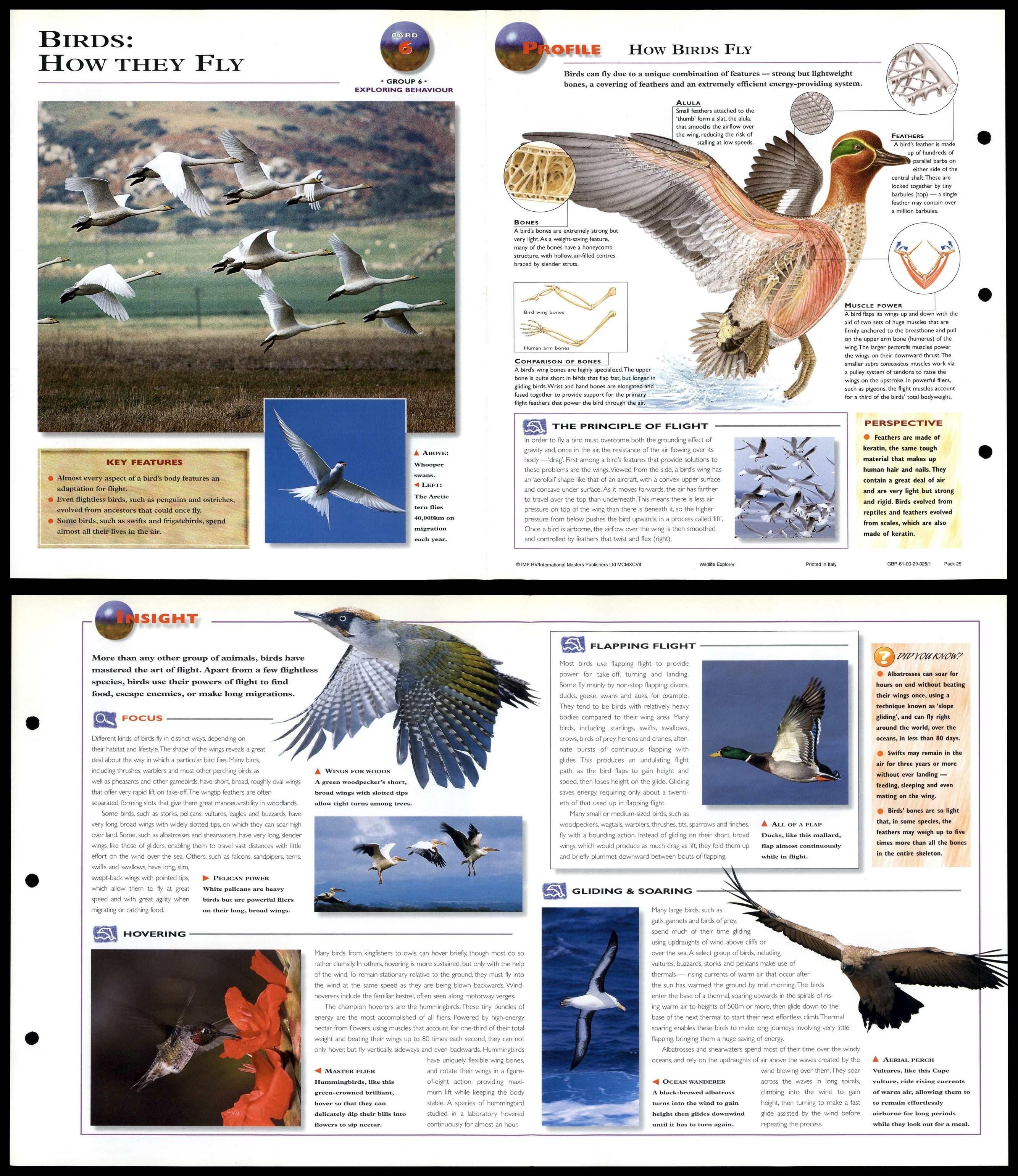 Birds : How They Fly #6 Behaviour - Wildlife Explorer Fold-Out Card