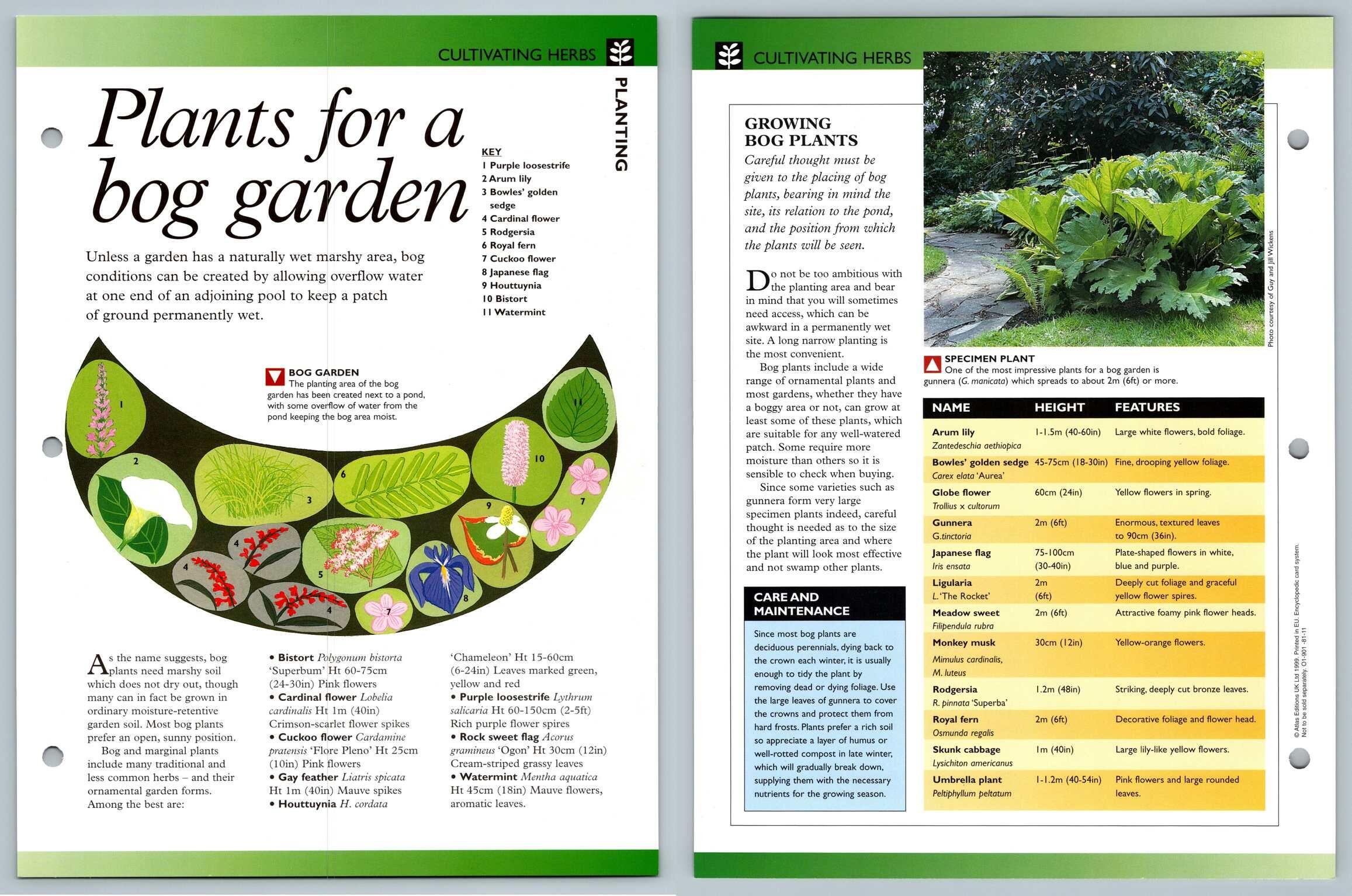 Bog Garden Plants Uk | Fasci Garden