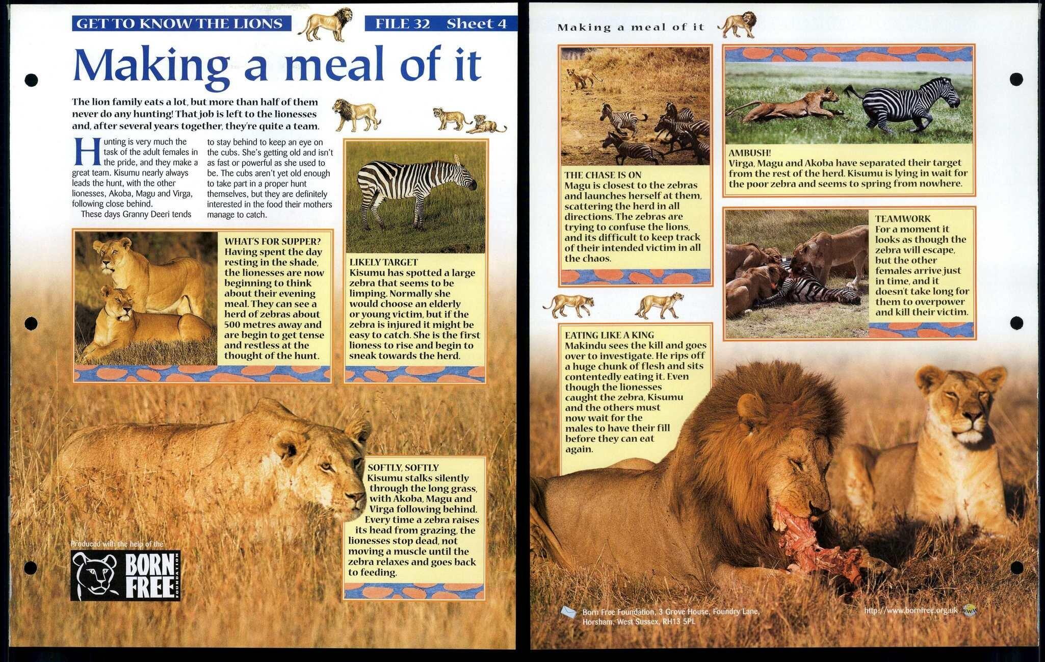 Making A Meal Of It #4 Get To Know Animals, Animals, Animals Fact File Page