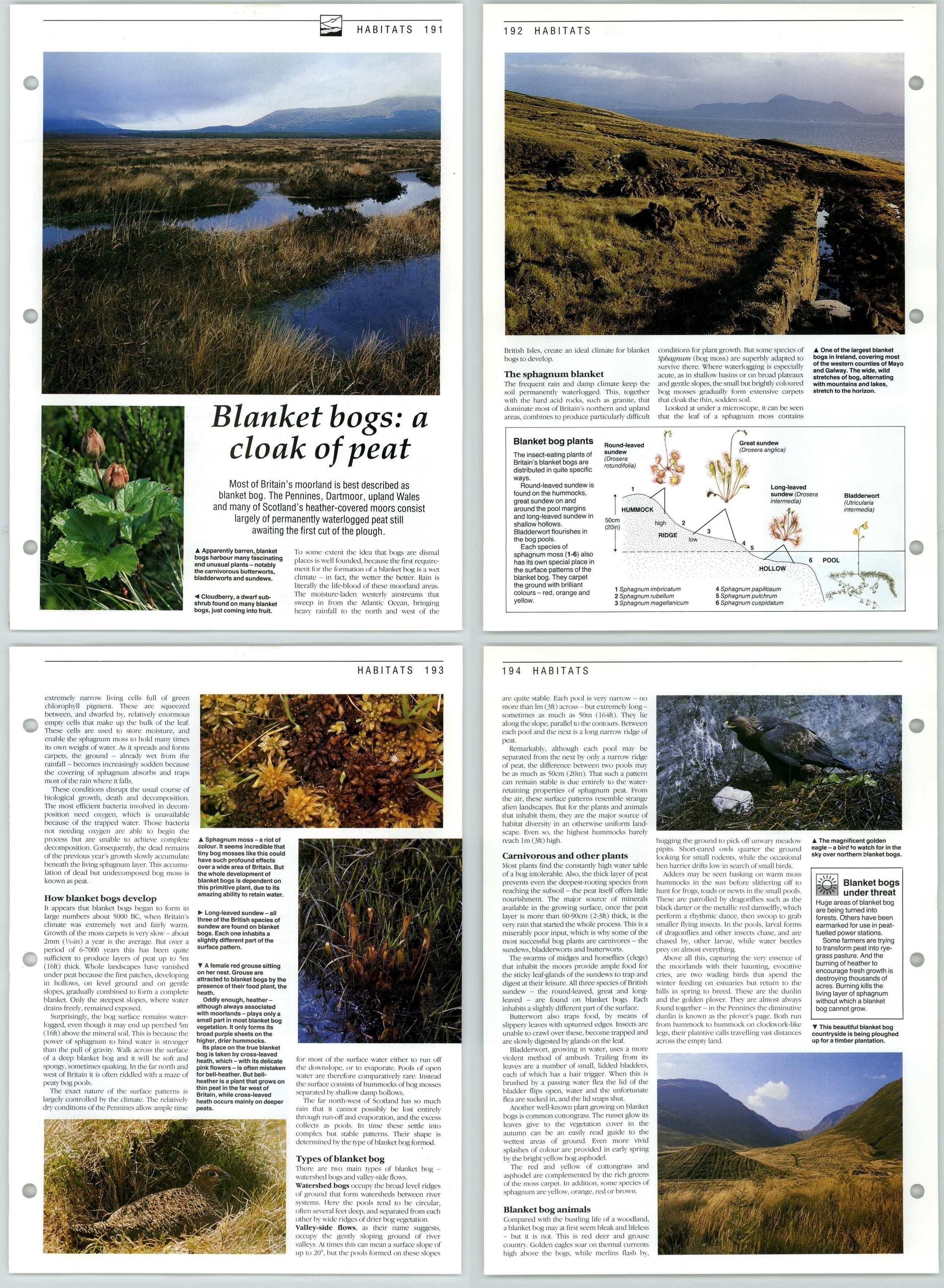 Blanket Bogs Examples at Irene Troyer blog