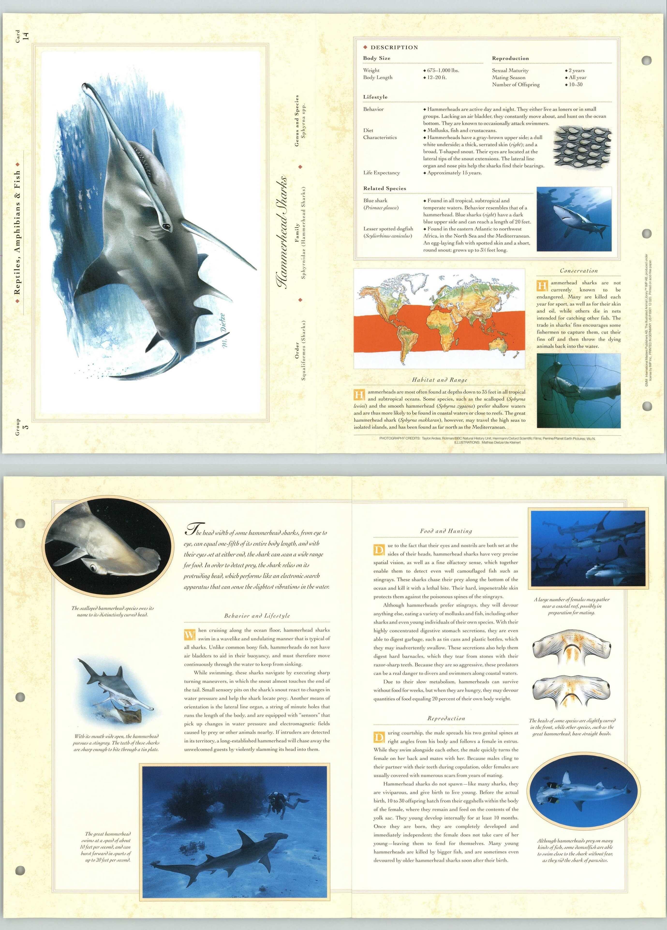 Hammerhead Sharks #14 Fish - The Illustrated Animal Library Fold-out ...