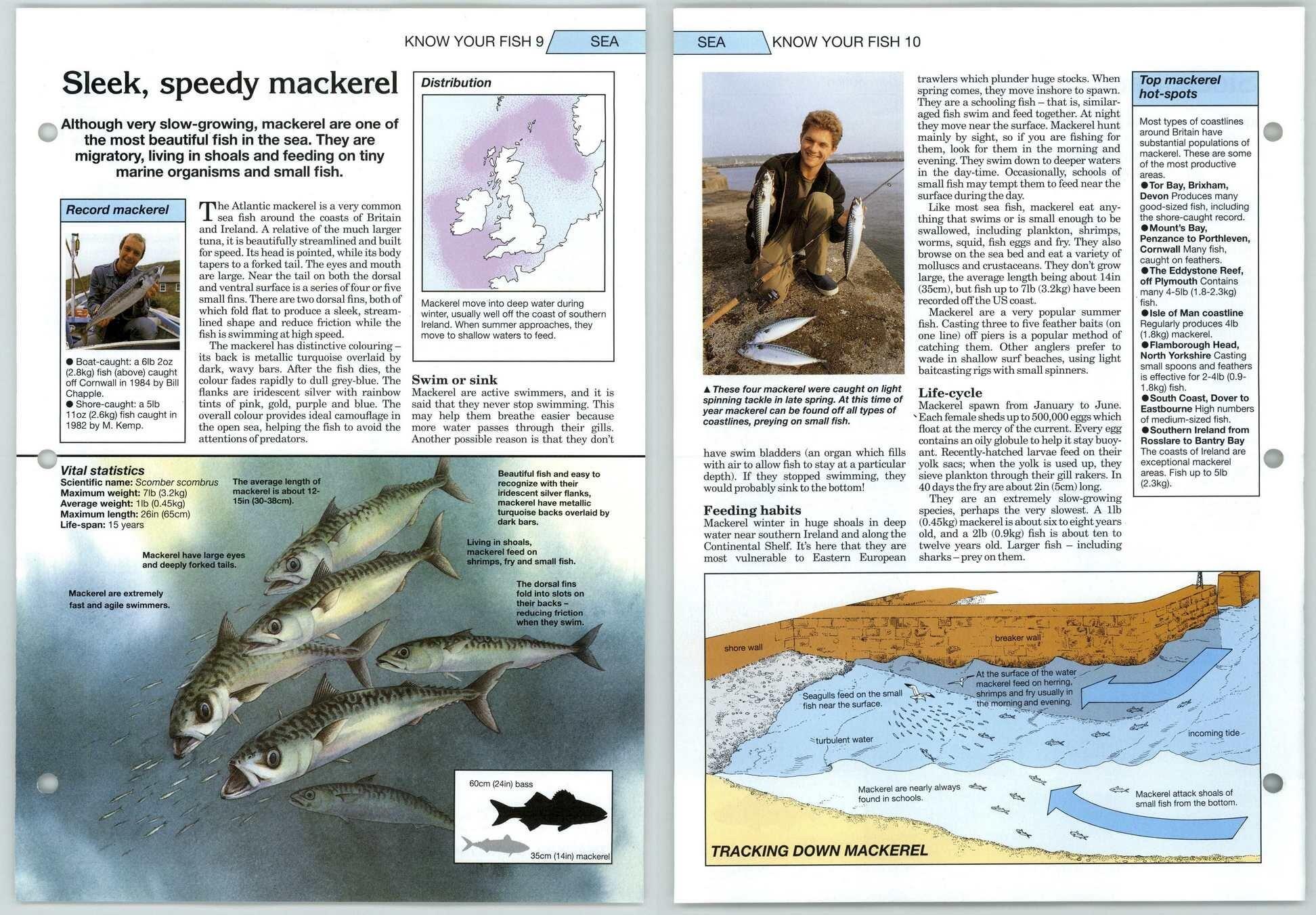 Sleek, Speedy Mackerel - Sea Know Your Fish - The Art Of Fishing Page