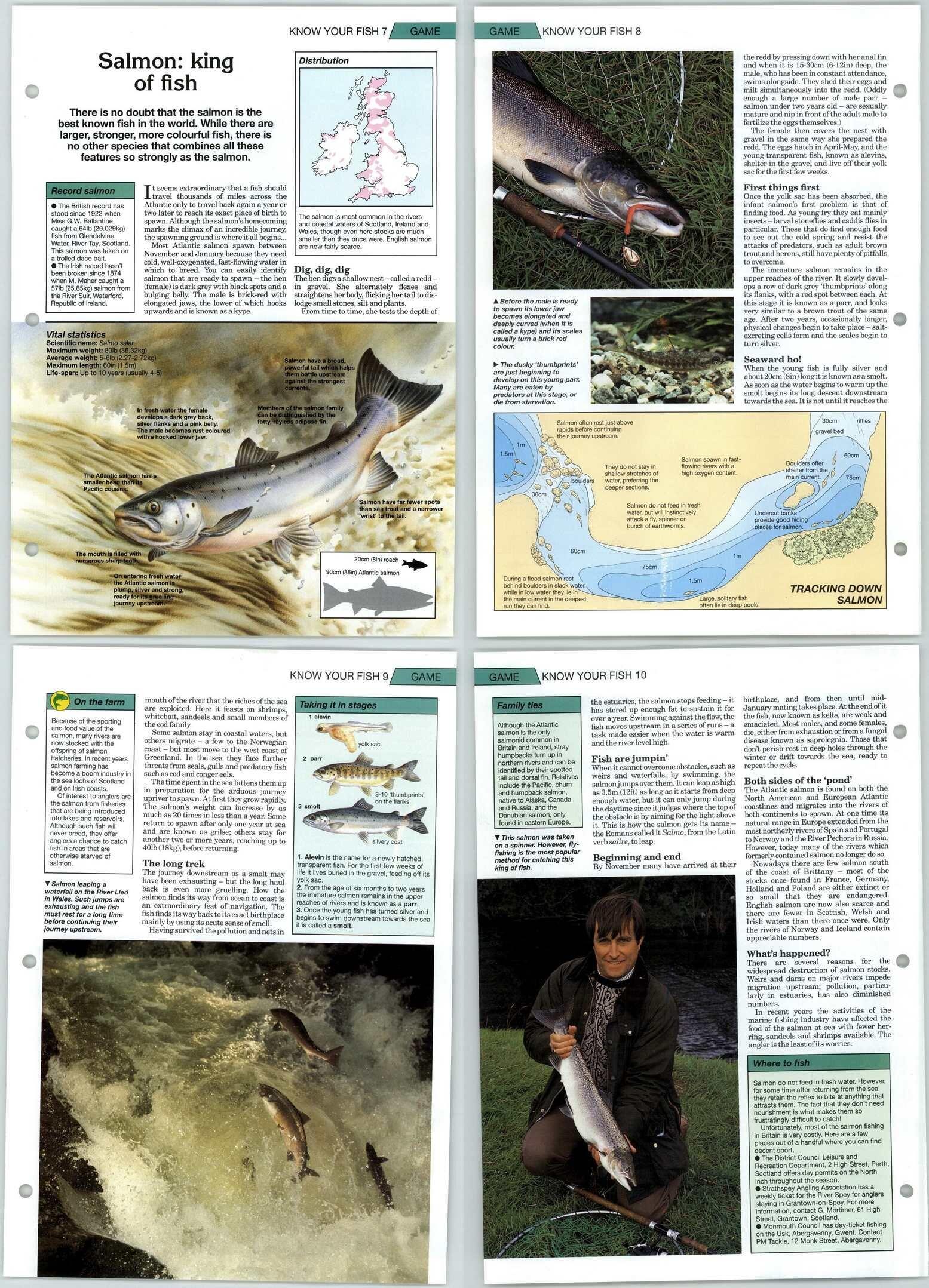 Salmon King Of Fish - Coarse Know Your Fish - The Art Of Fishing 2 Pages