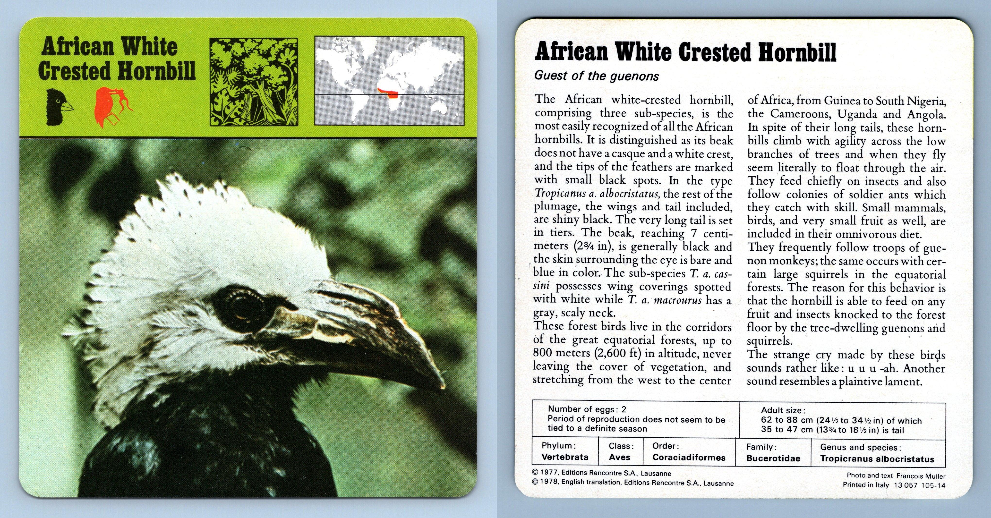 African White Crested Hornbill - Birds -1970's Rencontre Safari ...
