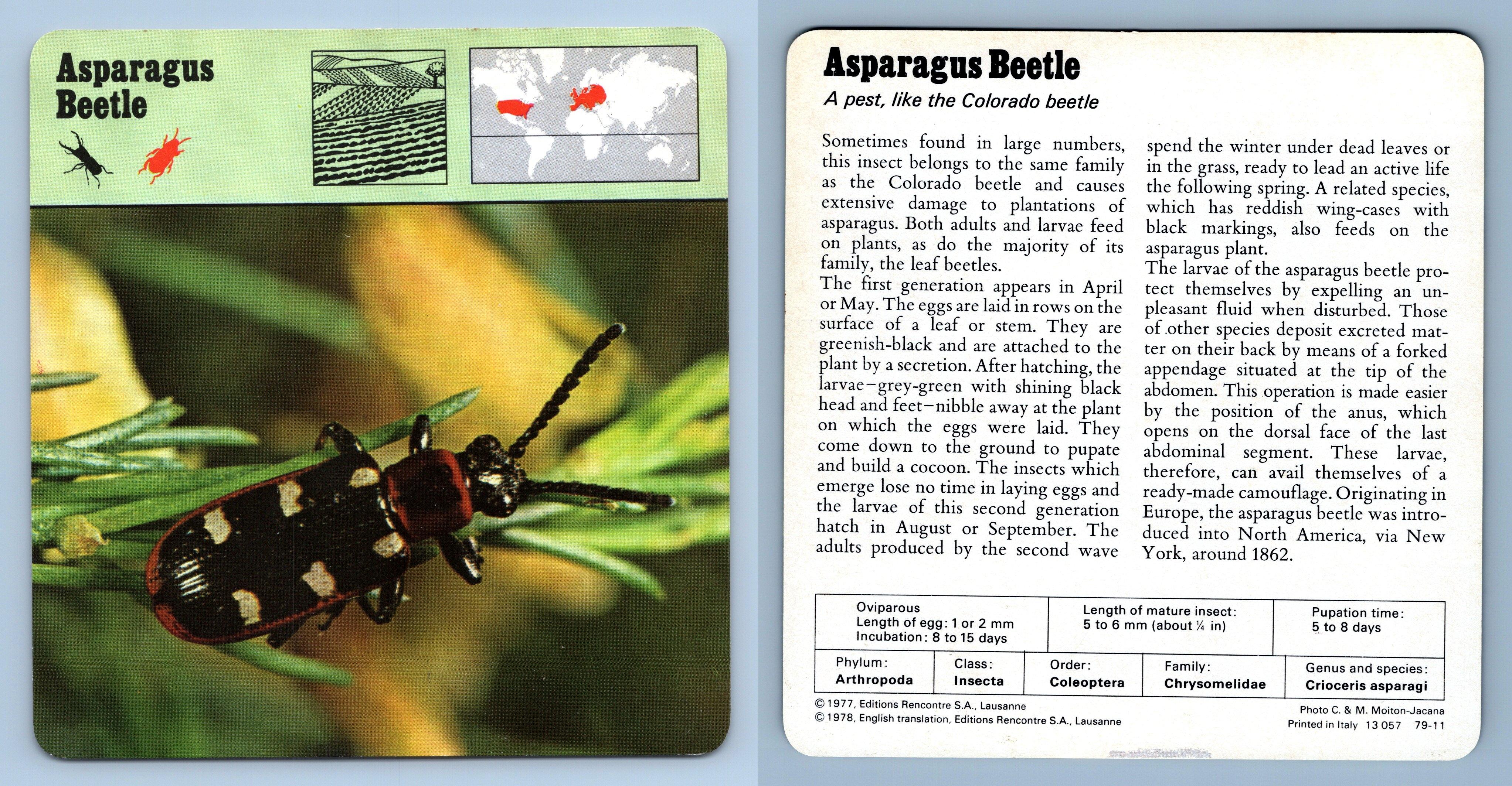 Asparagus Beetle - Insects - 1970's Rencontre Safari Wildlife Card