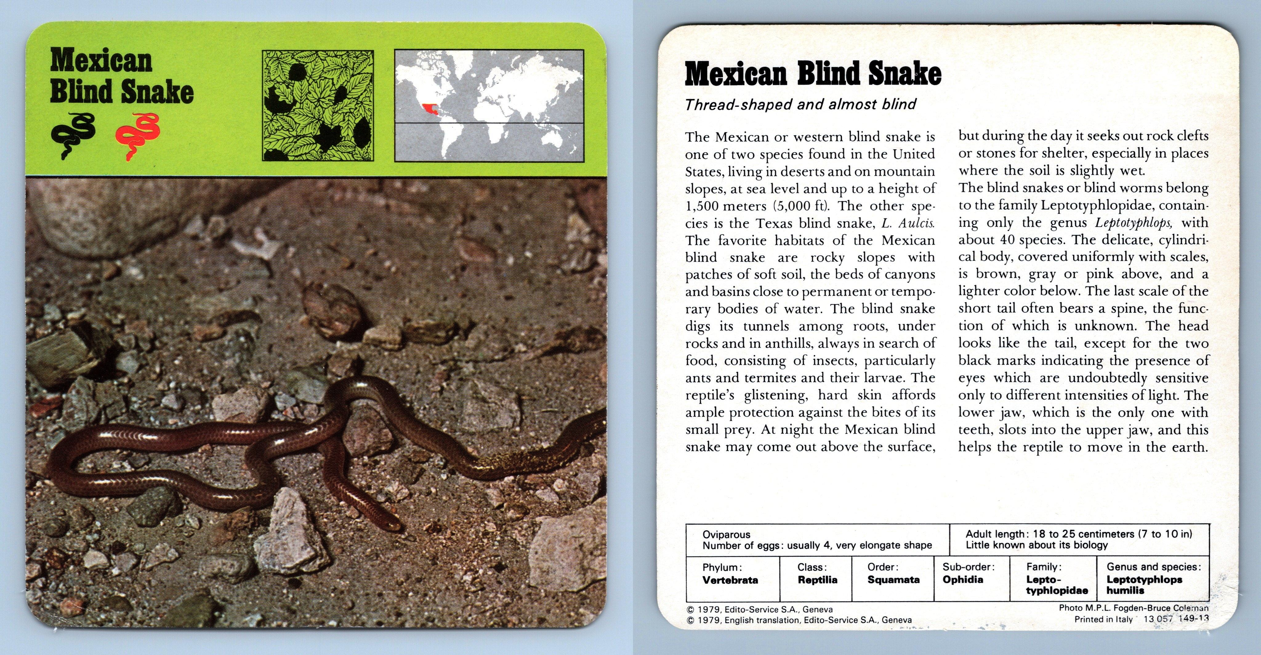 Mexican Blind Snake - Reptiles - 1970's Rencontre Safari Wildlife Card