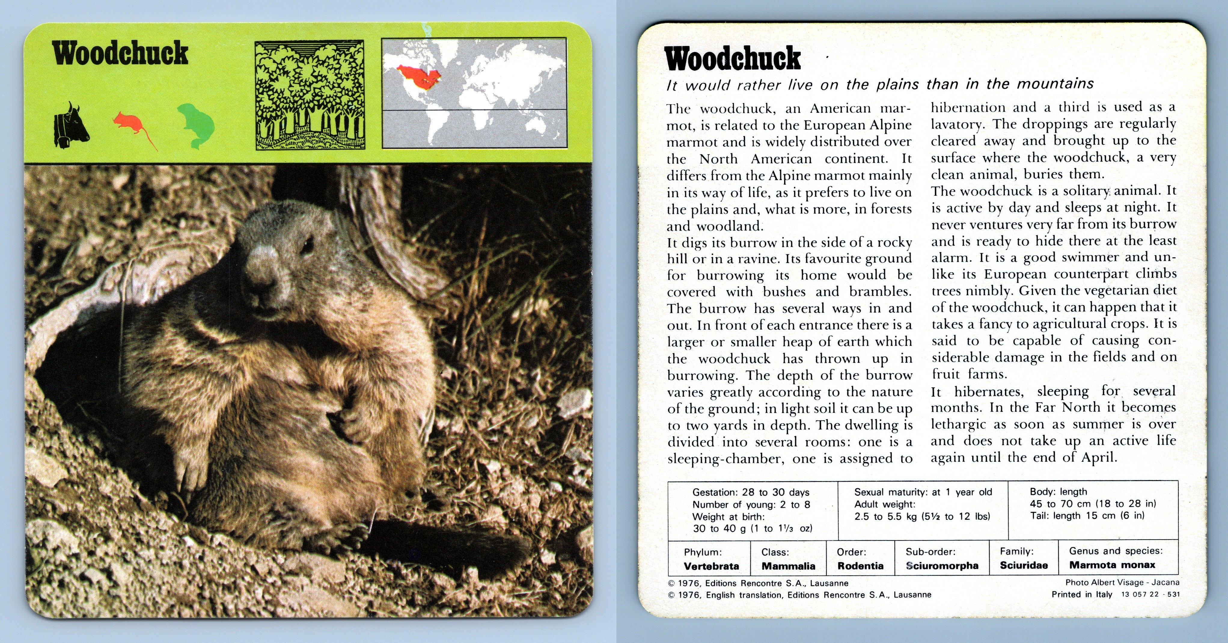 Woodchuck - Mammals - 1970's Rencontre Safari Wildlife Card
