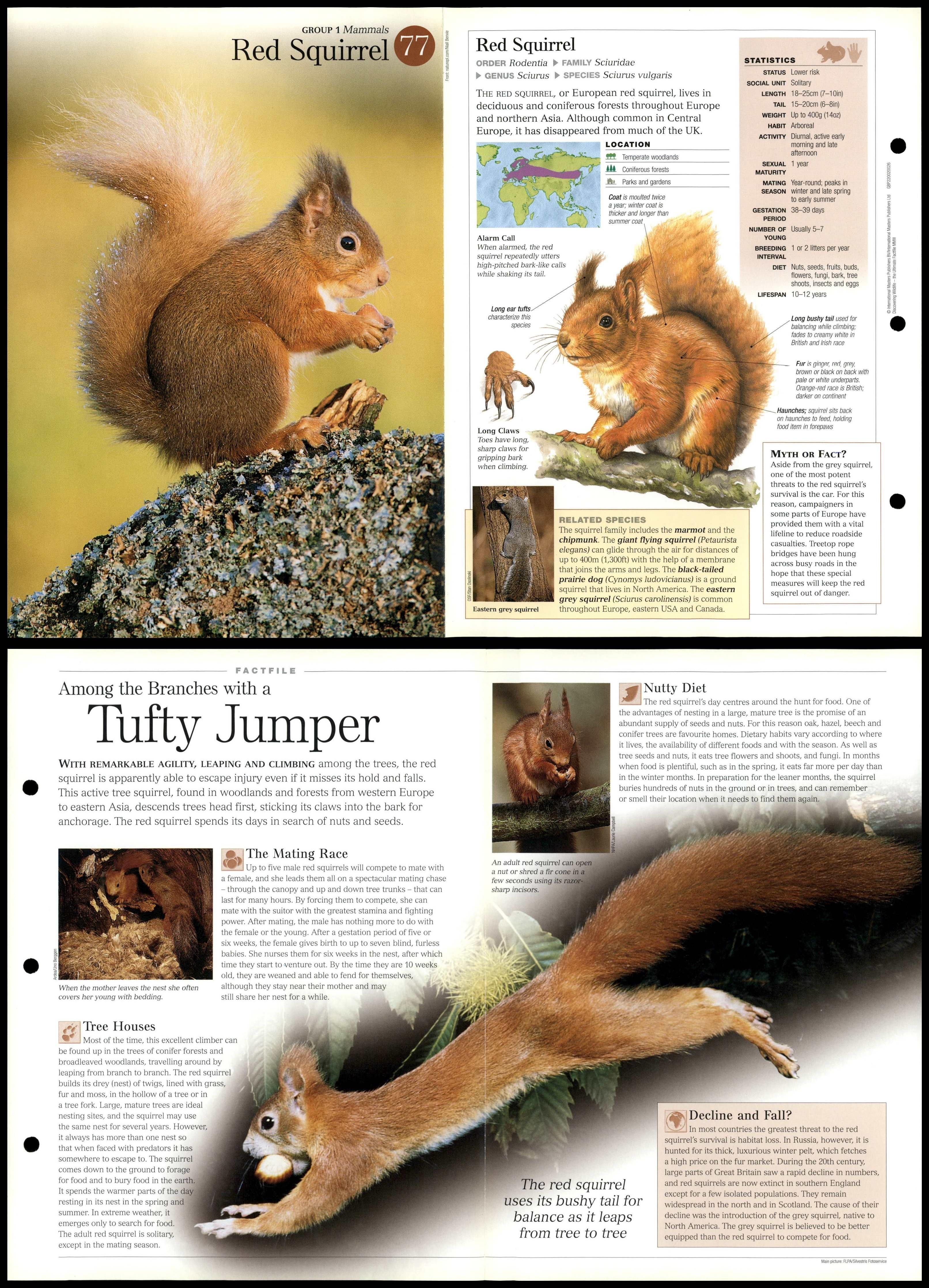 Squirrel Fact Sheet
