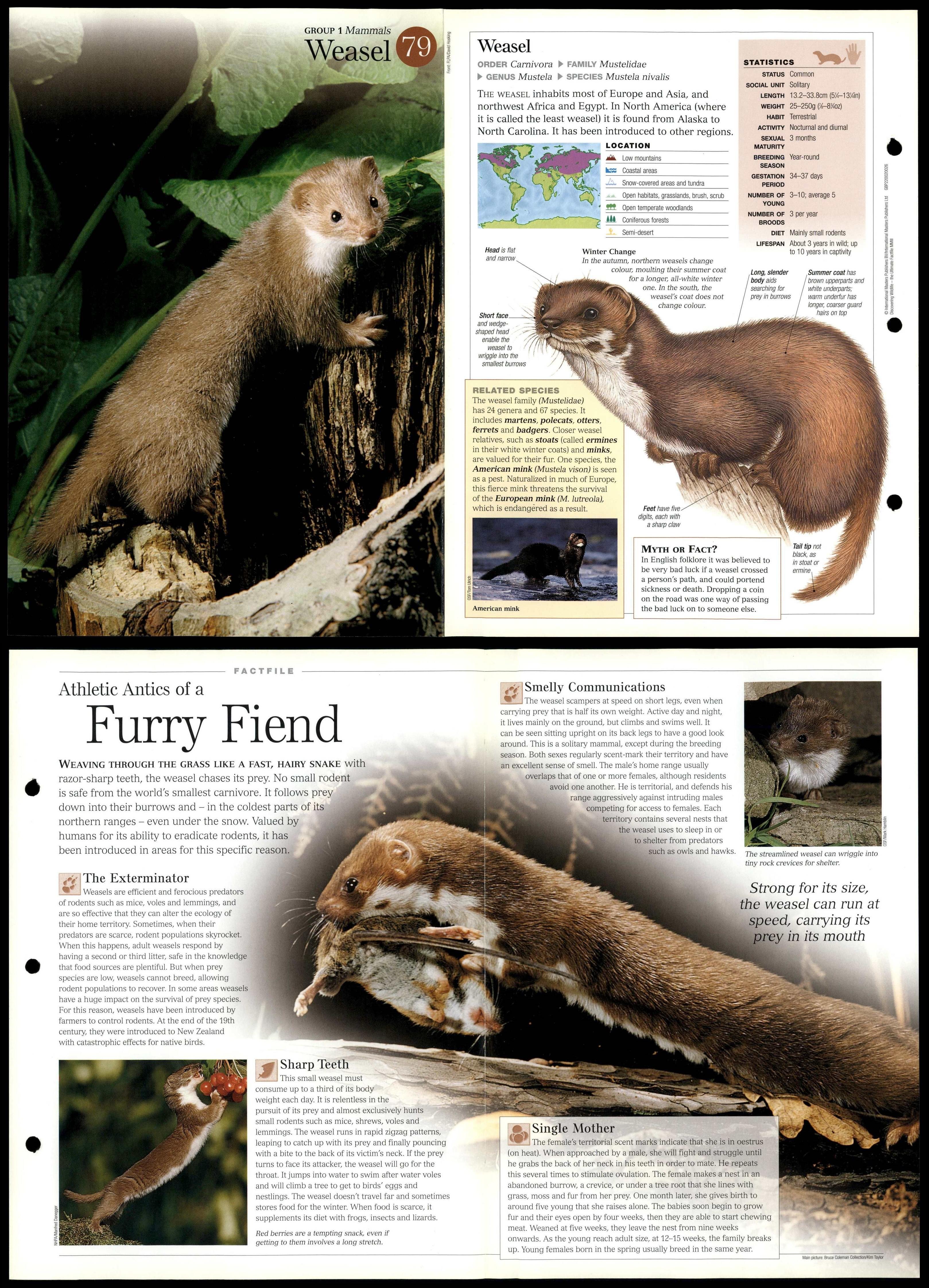 Weasel #79 Mammals - Discovering Wildlife Fact File Fold-Out Card