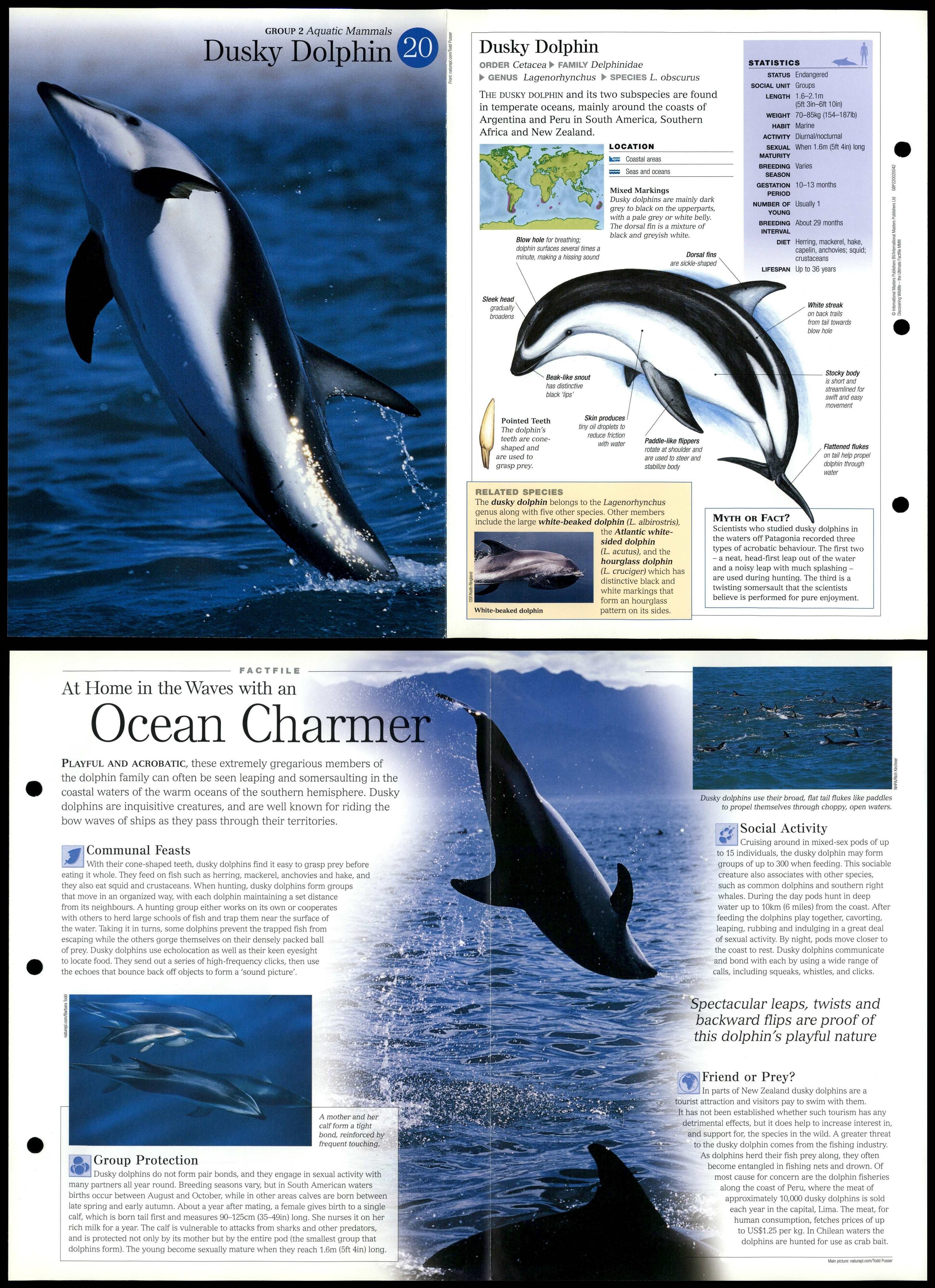 Dusky Dolphin #20 Aquatic Mammals - Discovering Wildlife Fact File Fold ...
