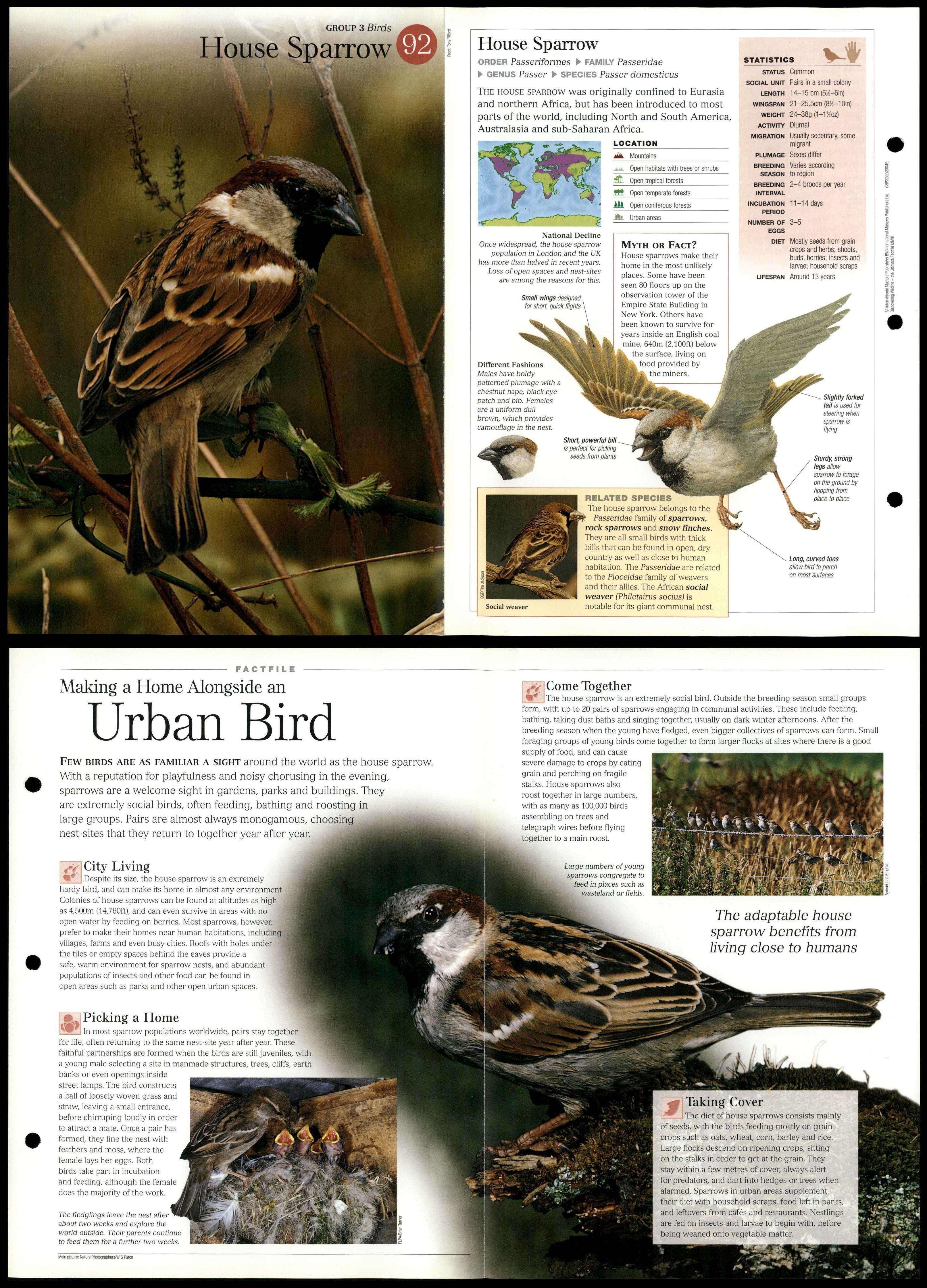 House Sparrow #92 Birds - Discovering Wildlife Fact File Fold-Out Card