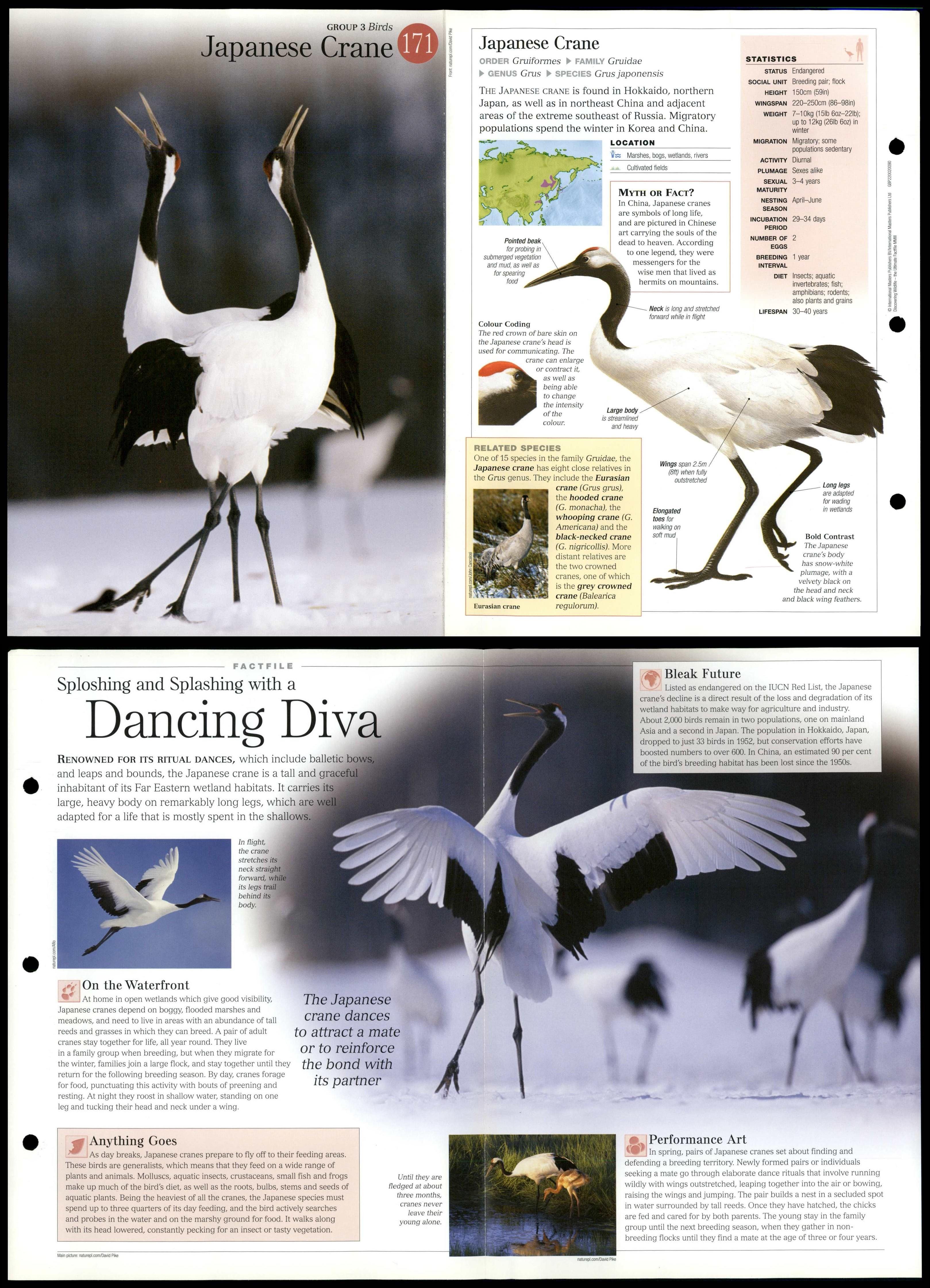 Japanese Crane #171 Birds - Discovering Wildlife Fact File Fold-Out Card