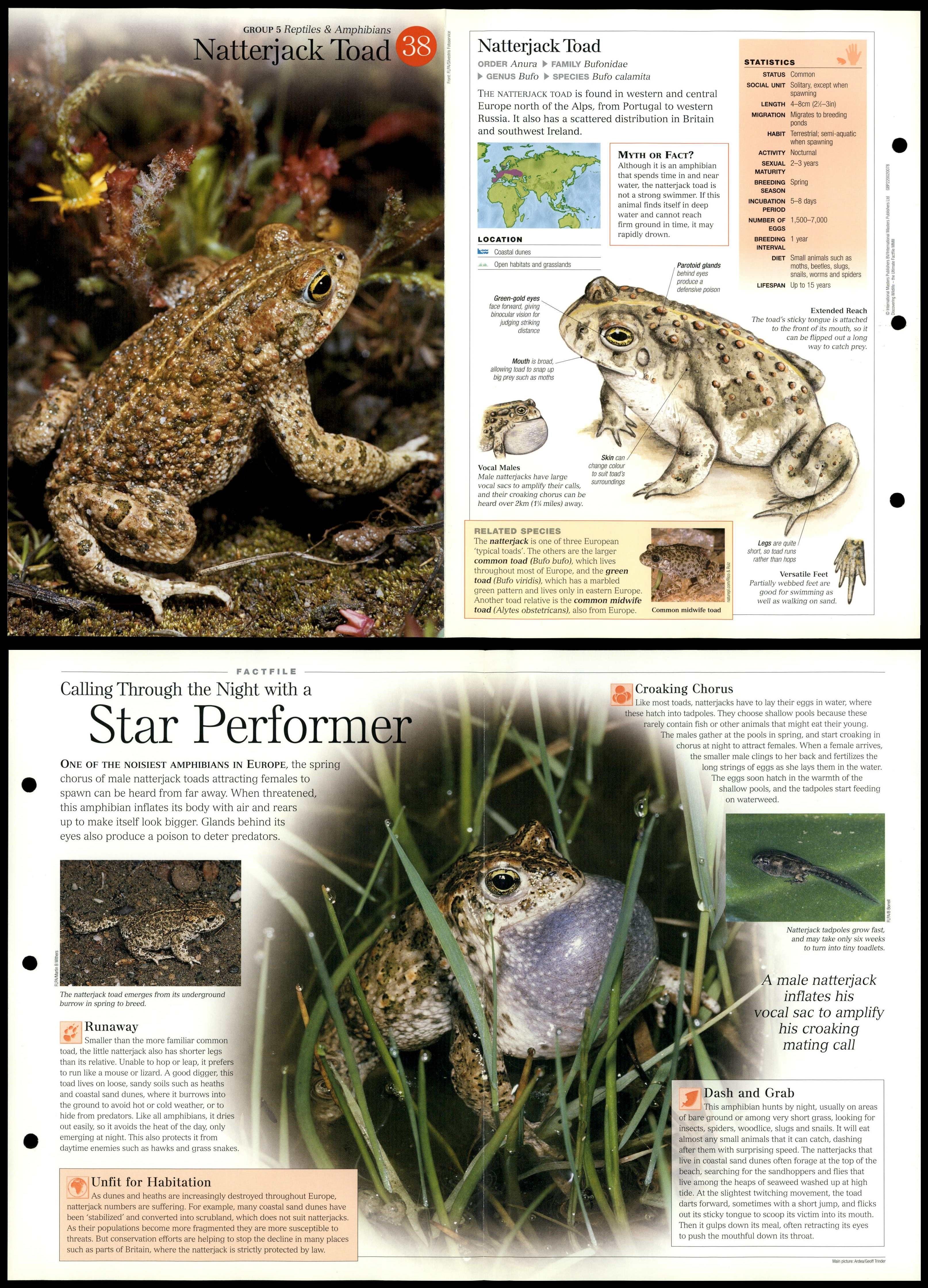 Natterjack Toad #38 Reptiles - Discovering Wildlife Fact File Fold-Out Card