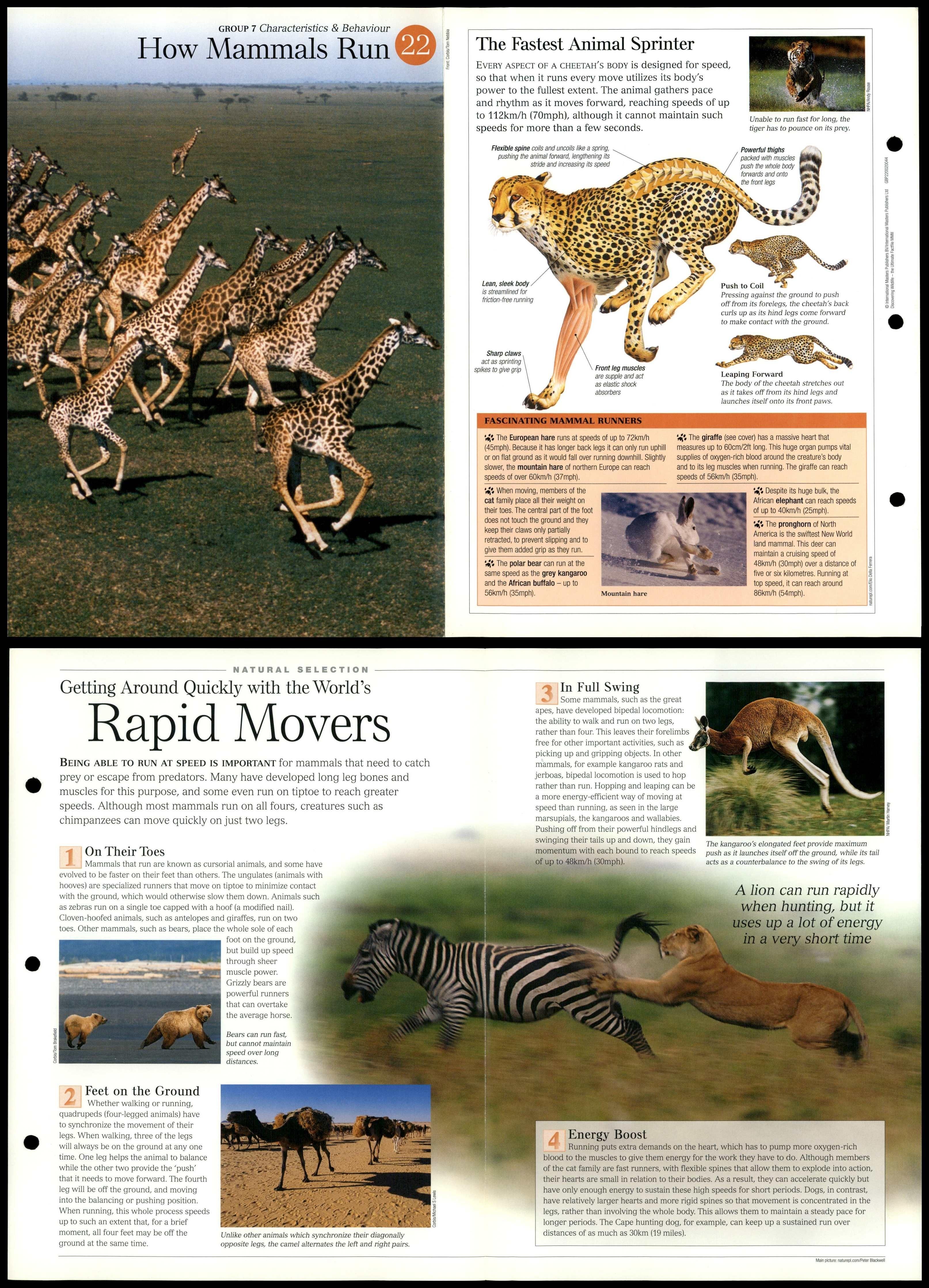 How Mammals Run #22 Characteristics - Discovering Wildlife Fact File Card