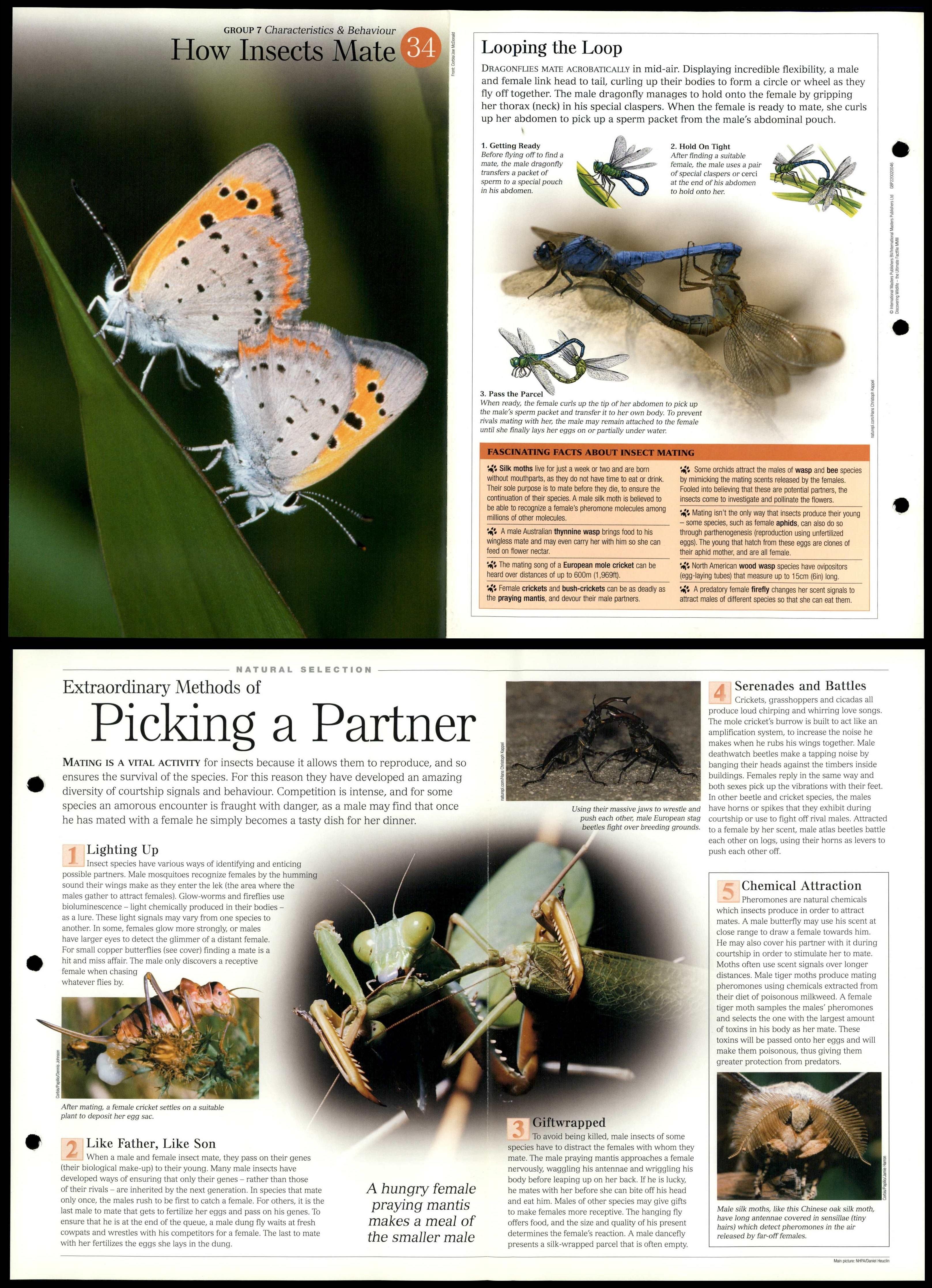 How Insects Mate #34 Characteristics - Discovering Wildlife Fact File Card