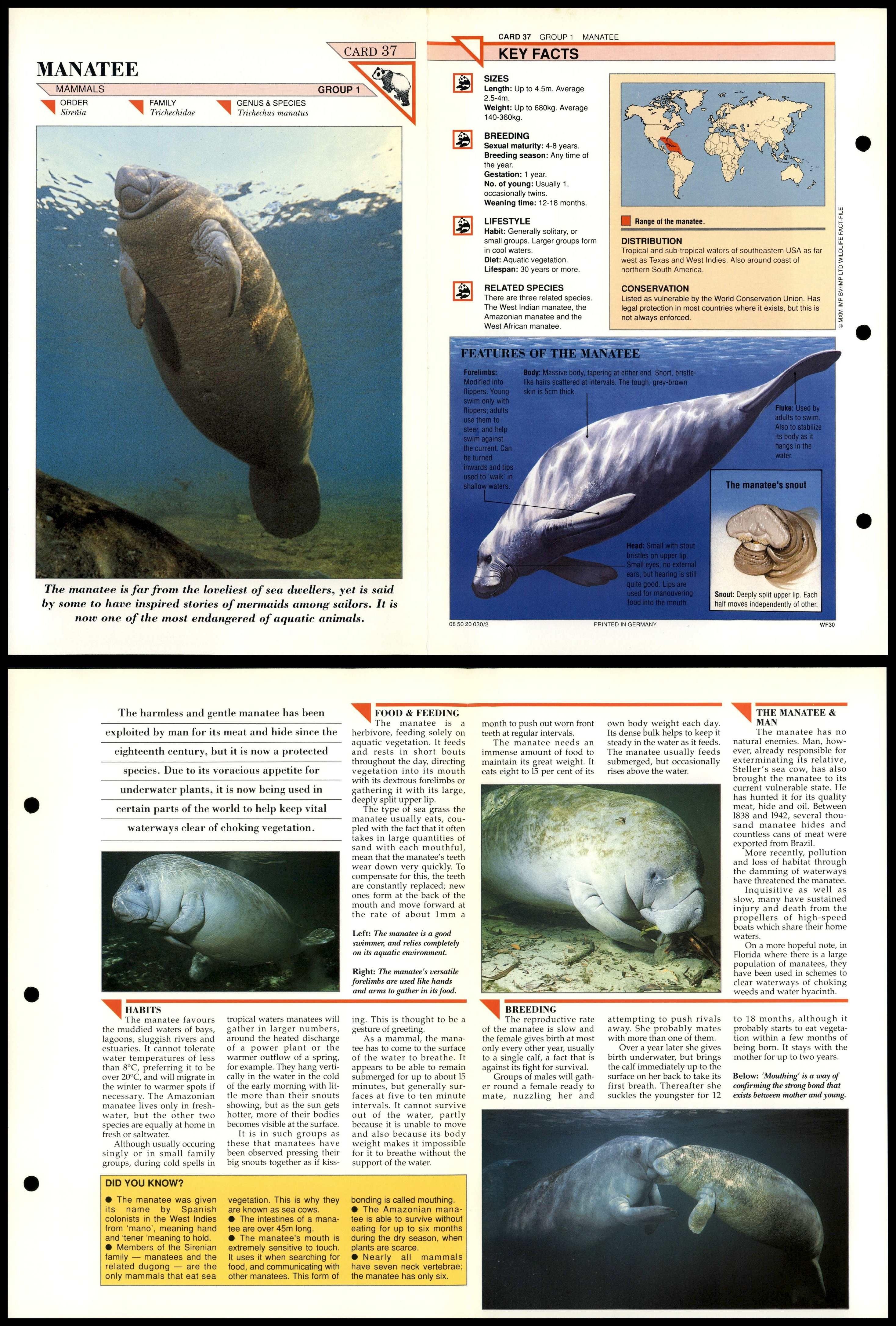 Manatee #37 Mammals Wildlife Fact File Fold-Out Card