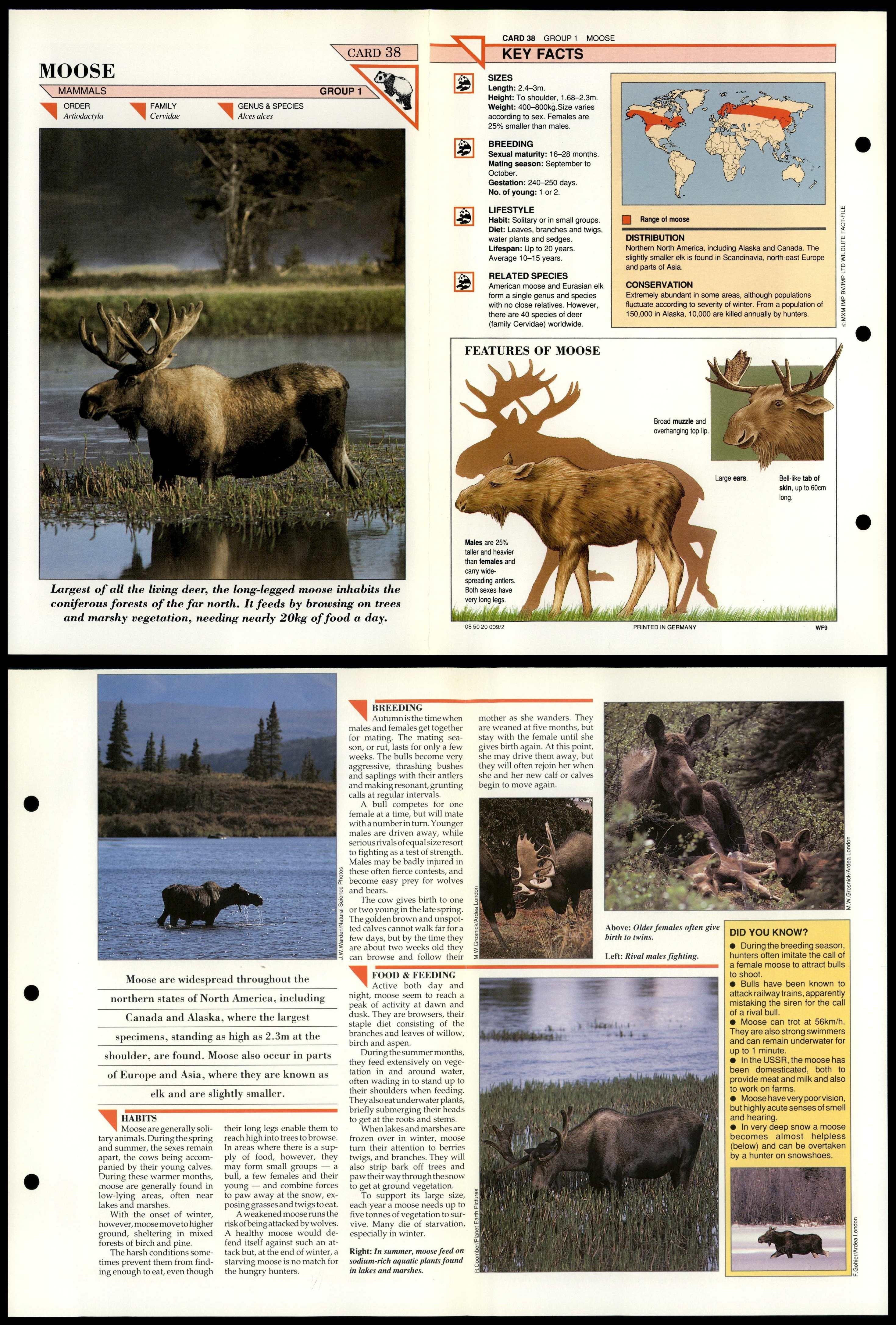 Moose #38 Mammals Wildlife Fact File Fold-Out Card