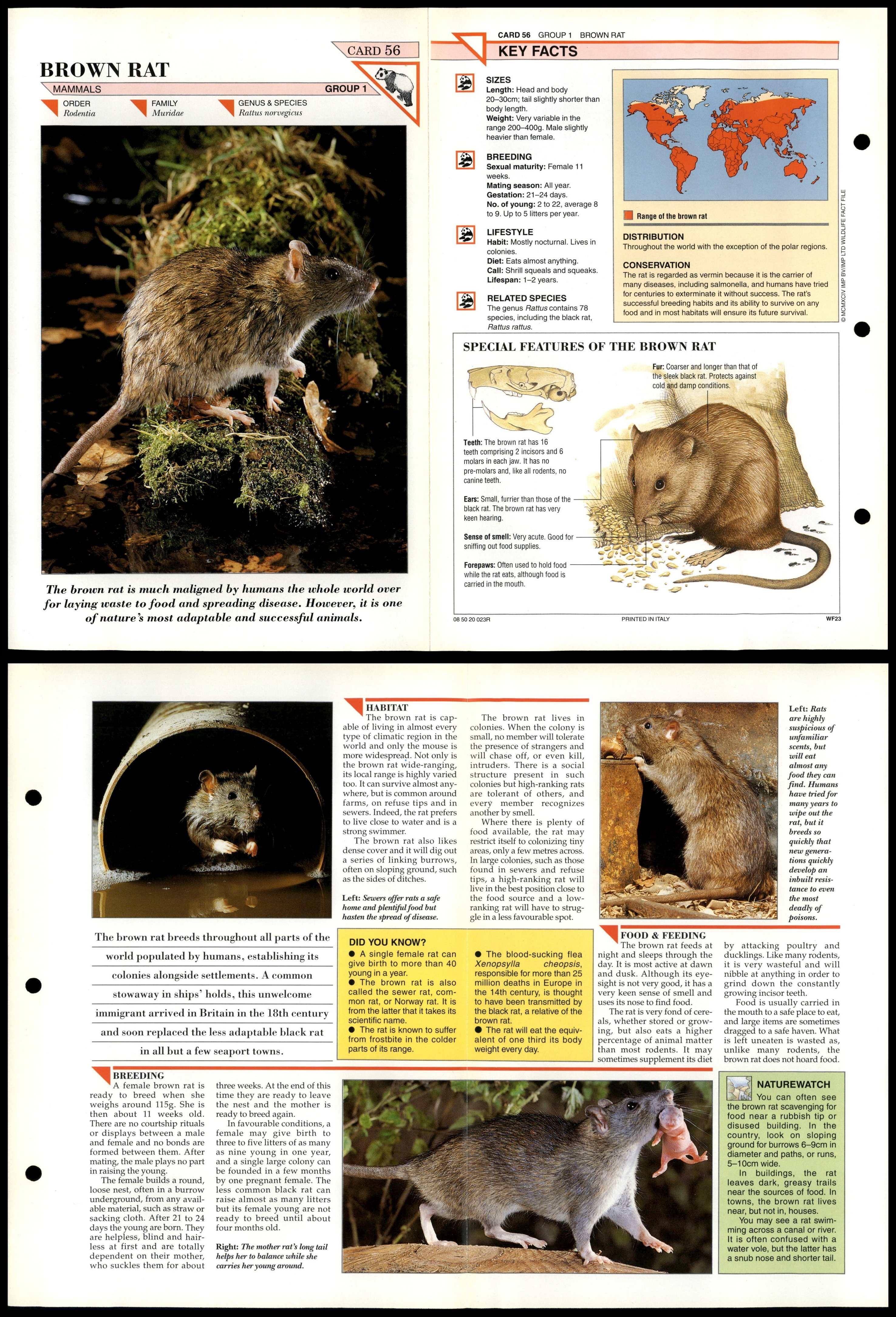 Brown Rat #56 Mammals Wildlife Fact File Fold-Out Card