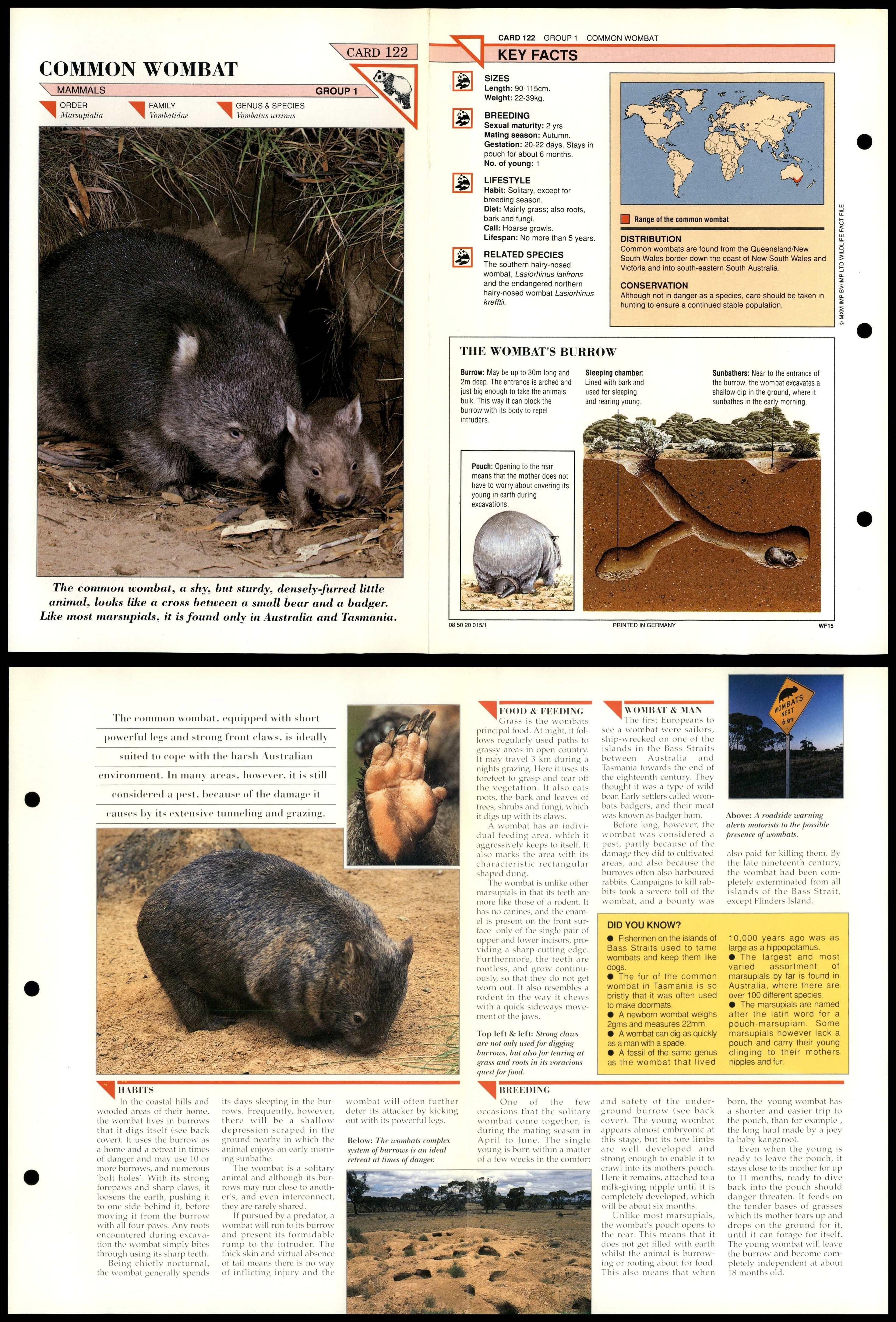 Common Wombat