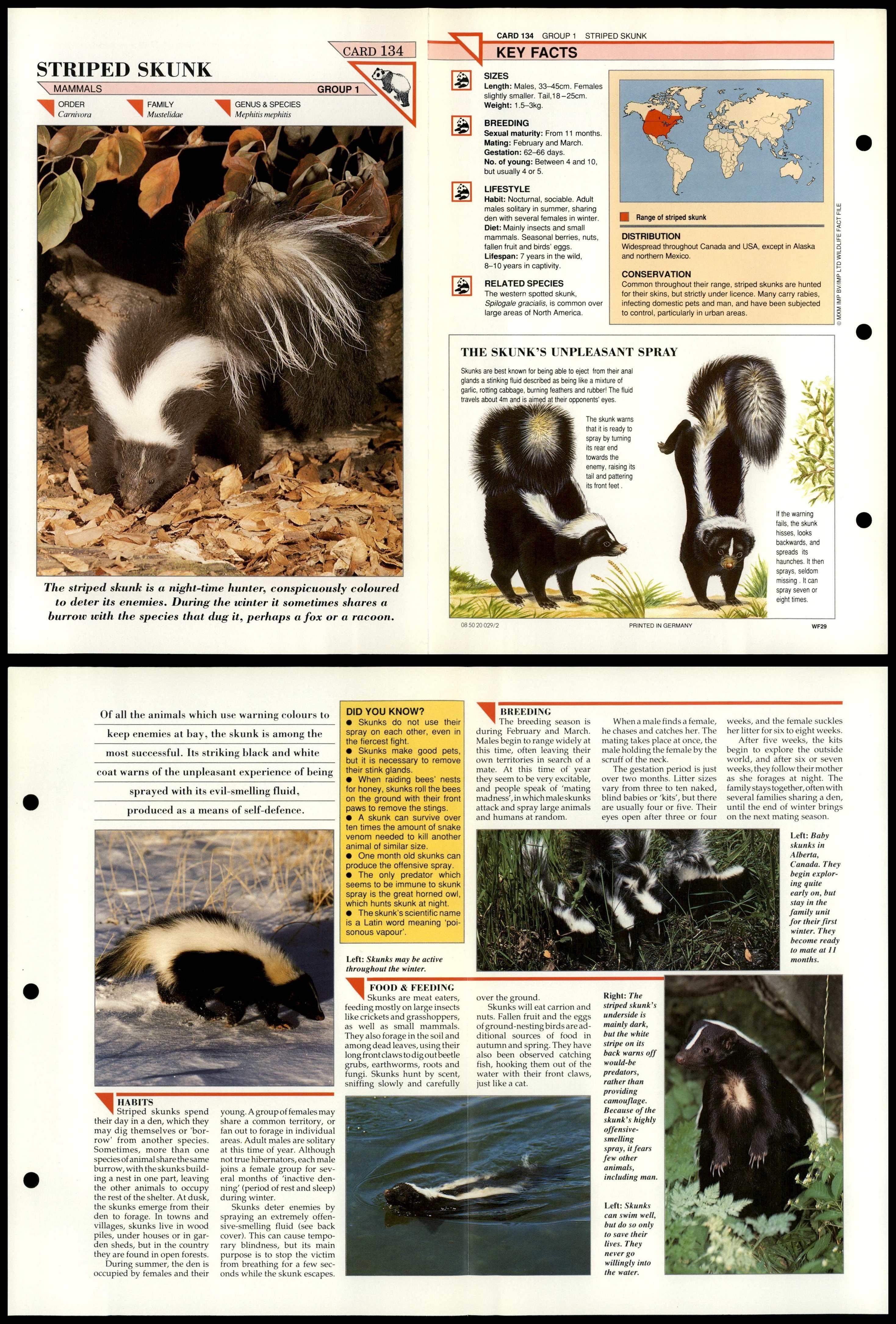 Striped Skunk #134 Mammals Wildlife Fact File Fold-Out Card