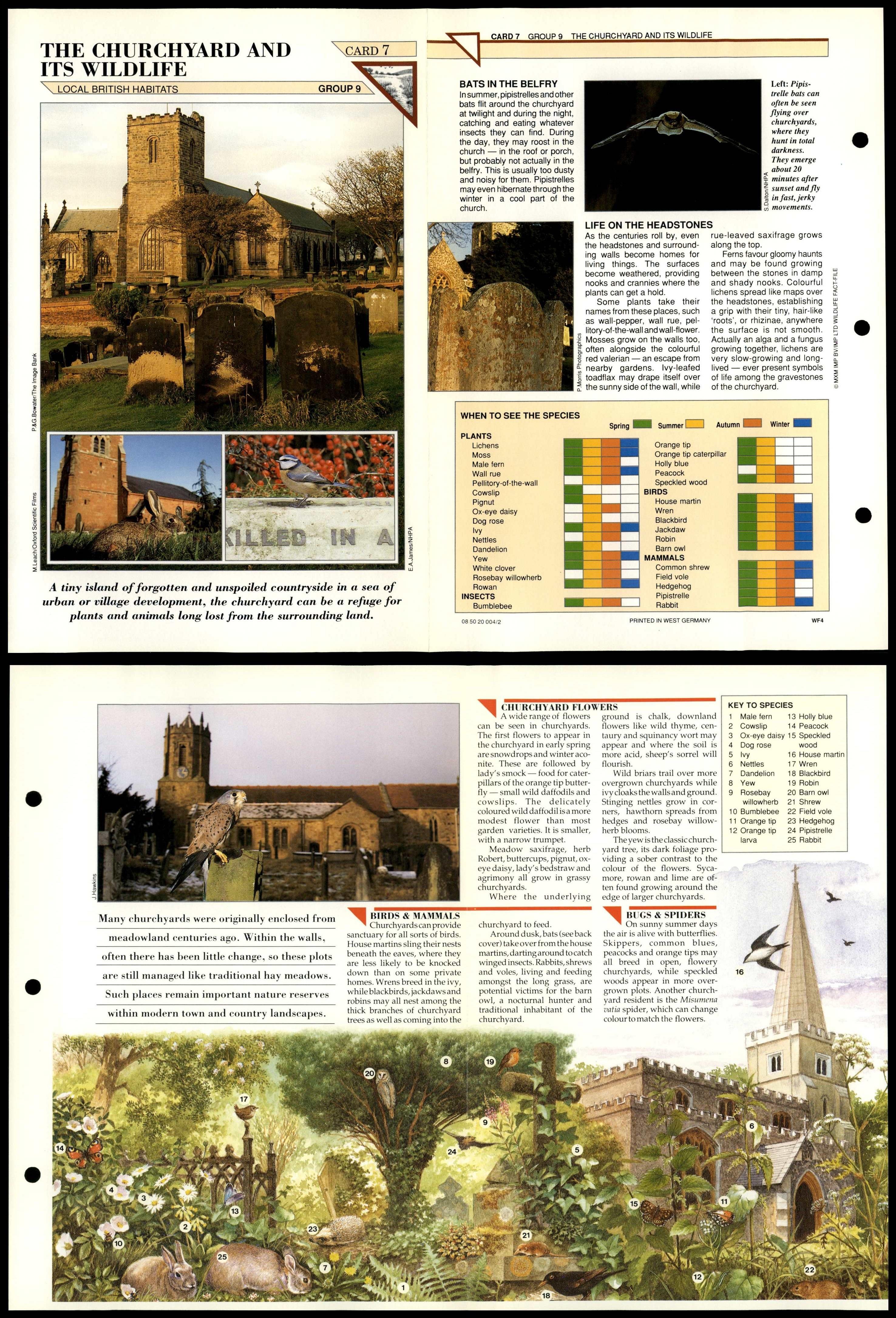 The Churchyard & It's Wildlife #7 Habitats Wildlife Fact File Fold-Out Card