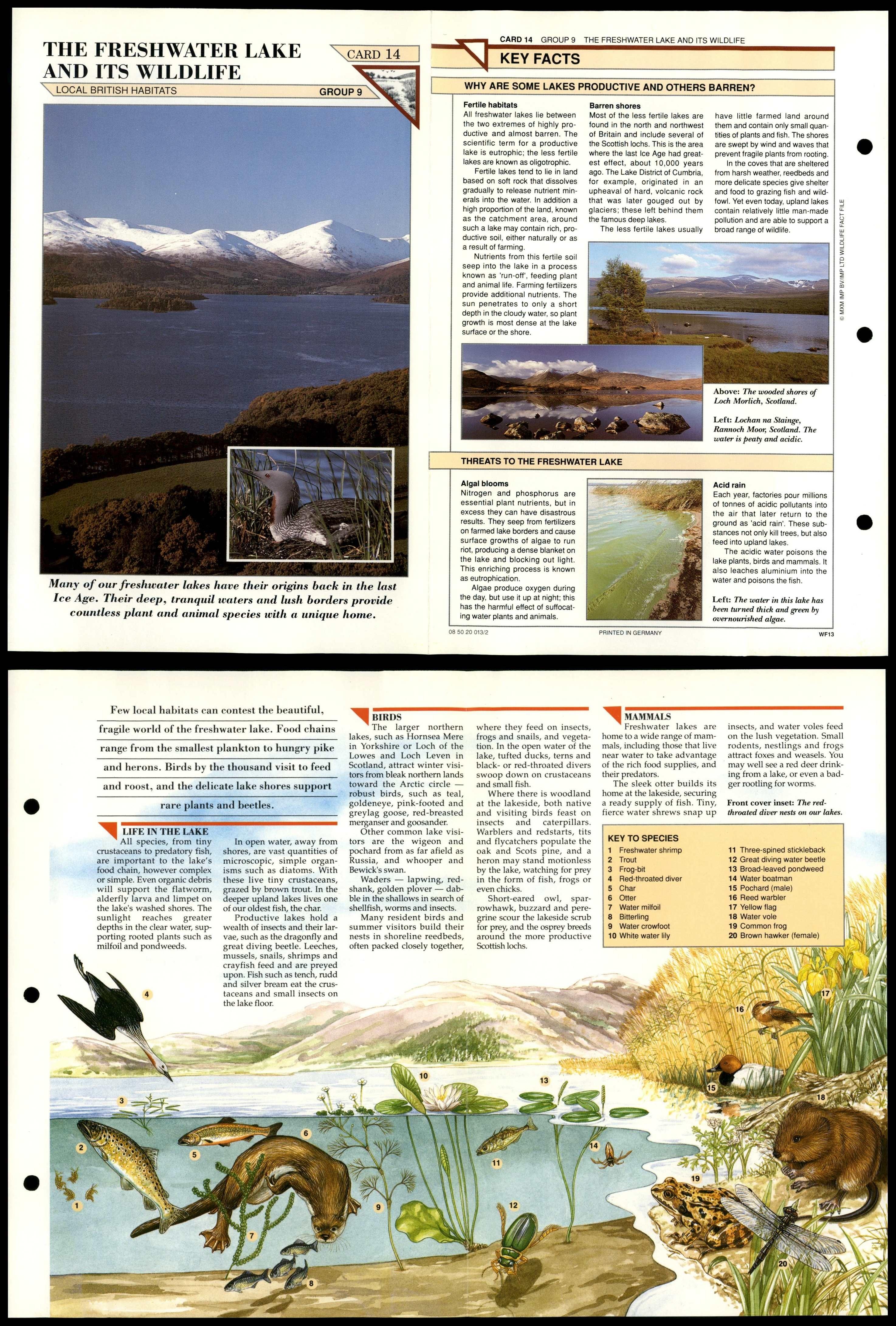 Freshwater Lake & Its Wildlife #14 Habitats Wildlife Fact File Fold-Out ...