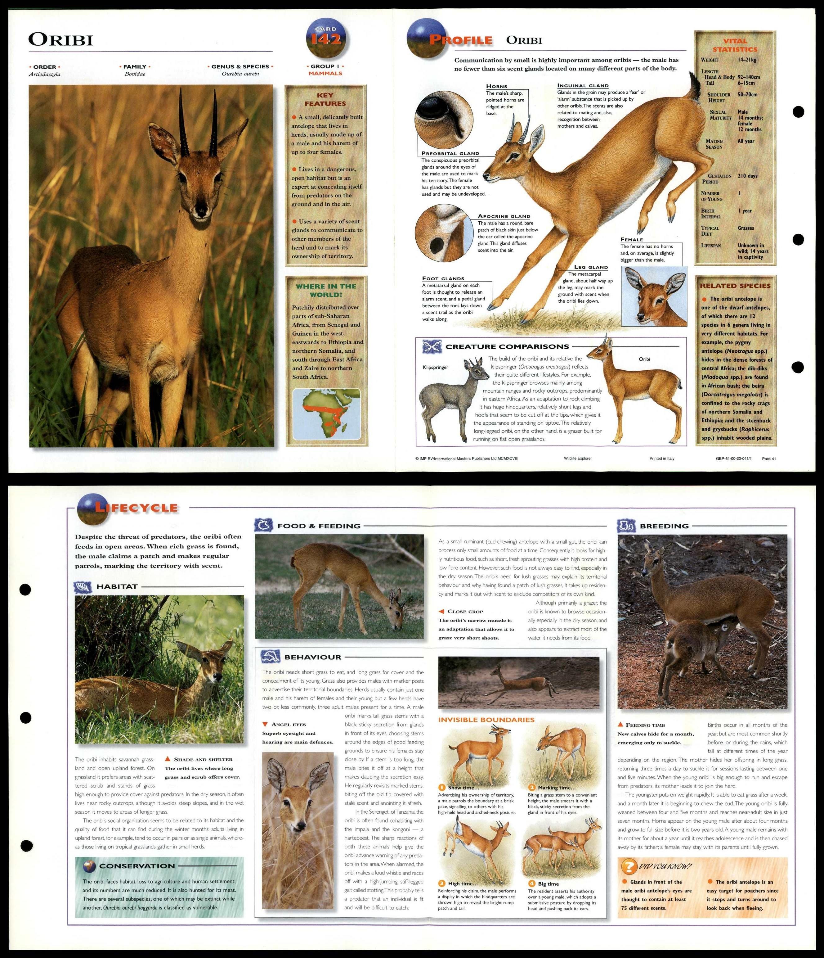 Oribi #142 Mammals - Wildlife Explorer Fold-Out Card