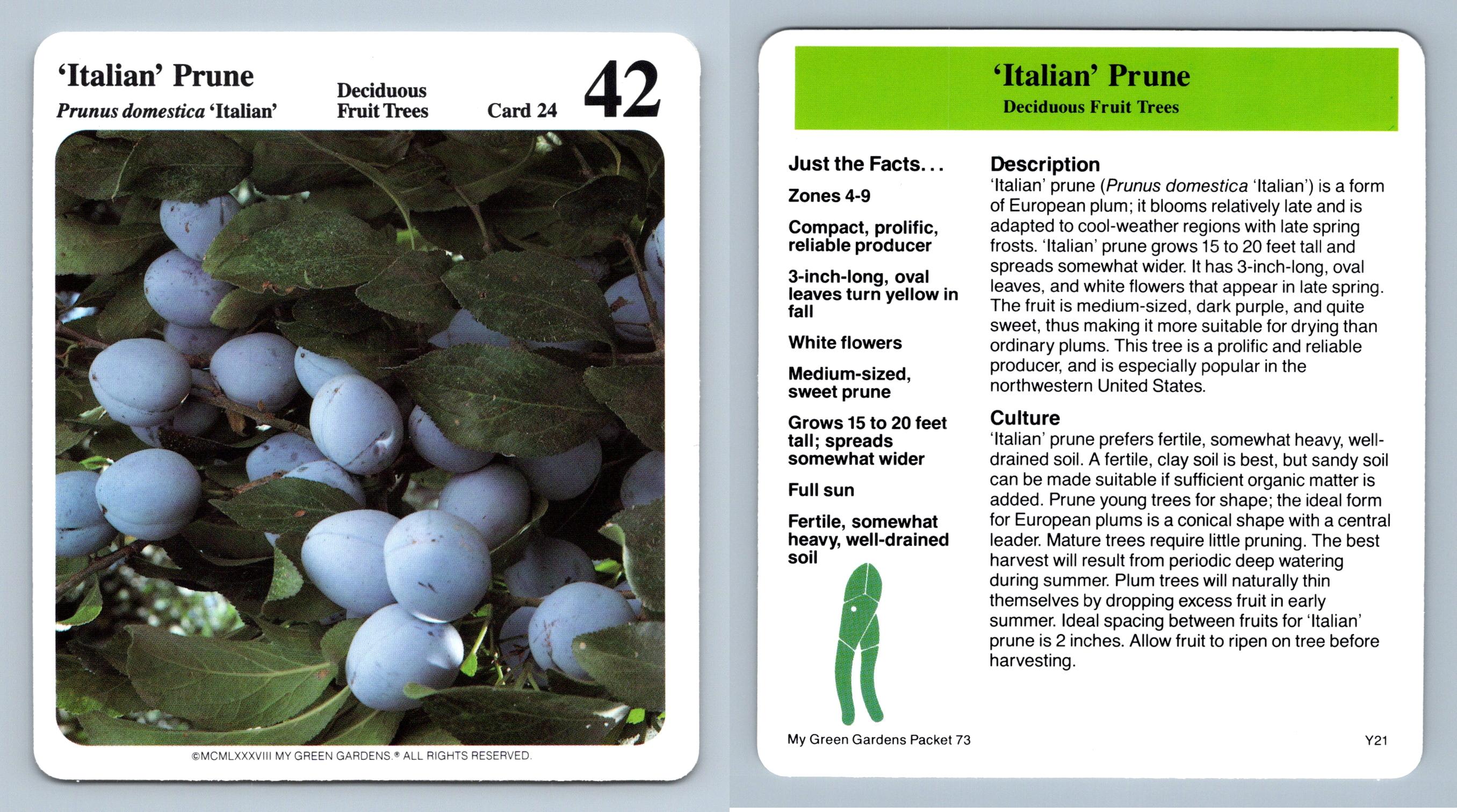 Italian Prune #24 Deciduous Fruit Trees - My Green Gardens 1987 ...